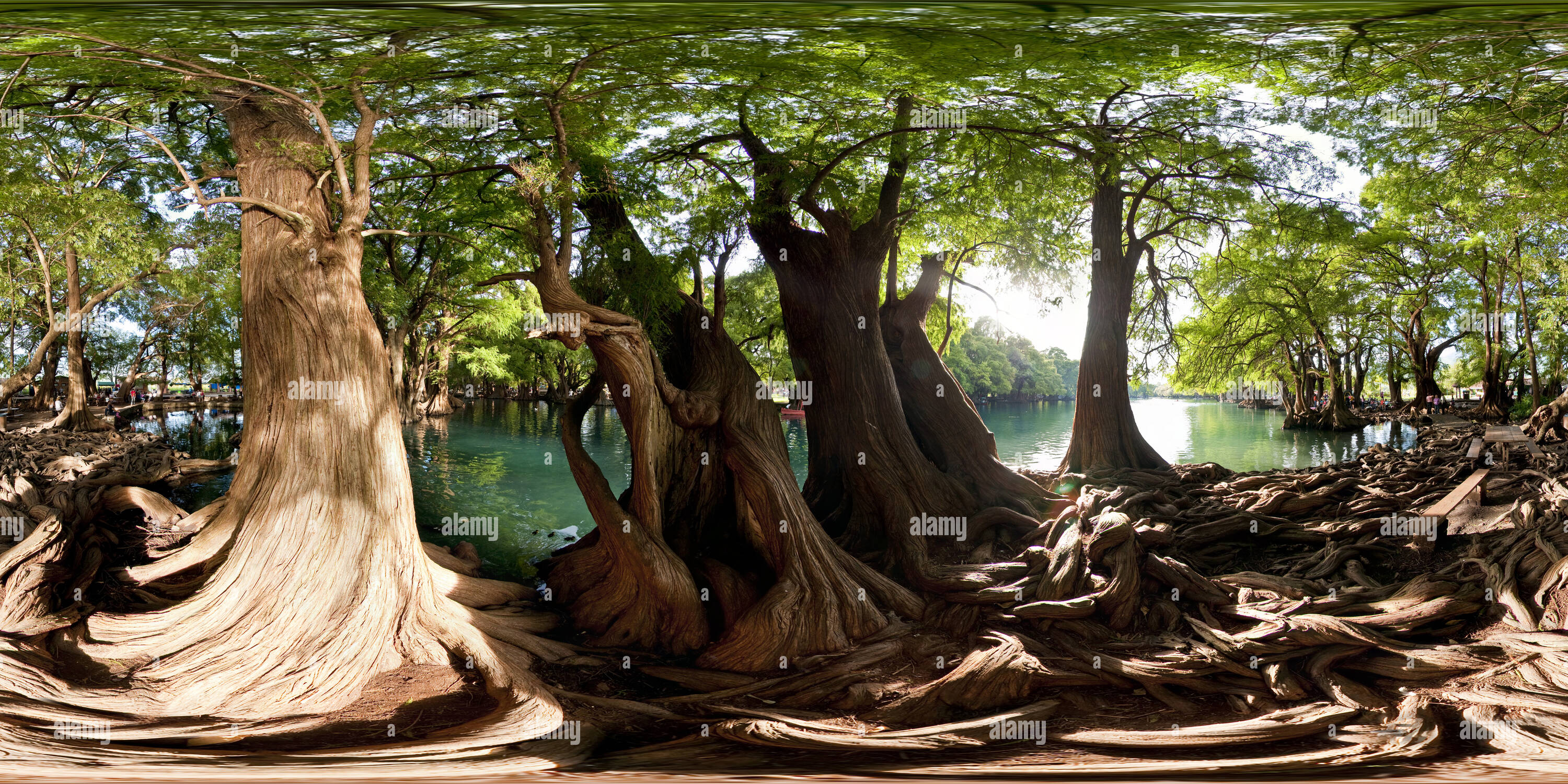 Ahuehuetes hi-res stock photography and images - Alamy