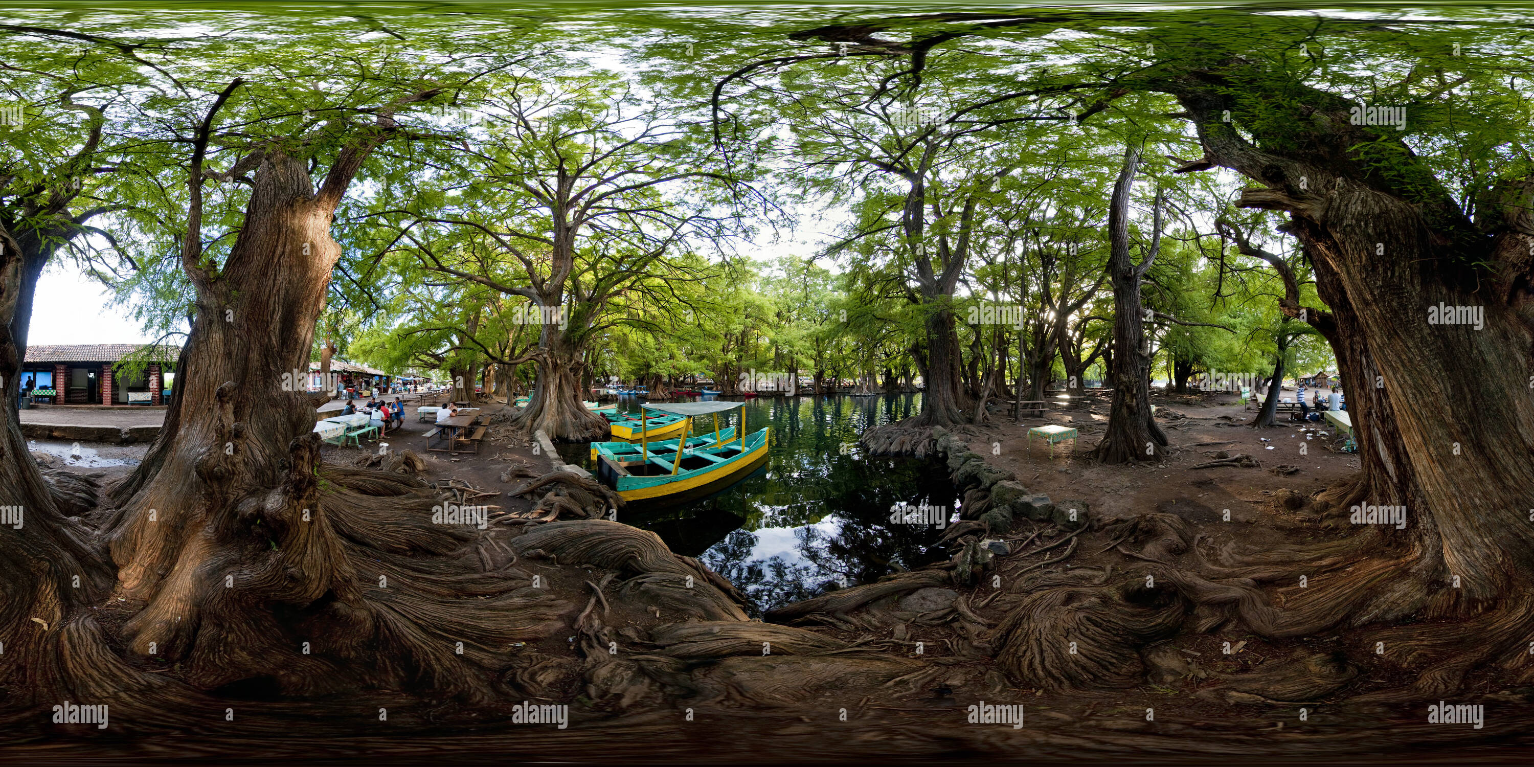 360° view of Ahuehuetes in Camécuaro Lake 14 - Alamy