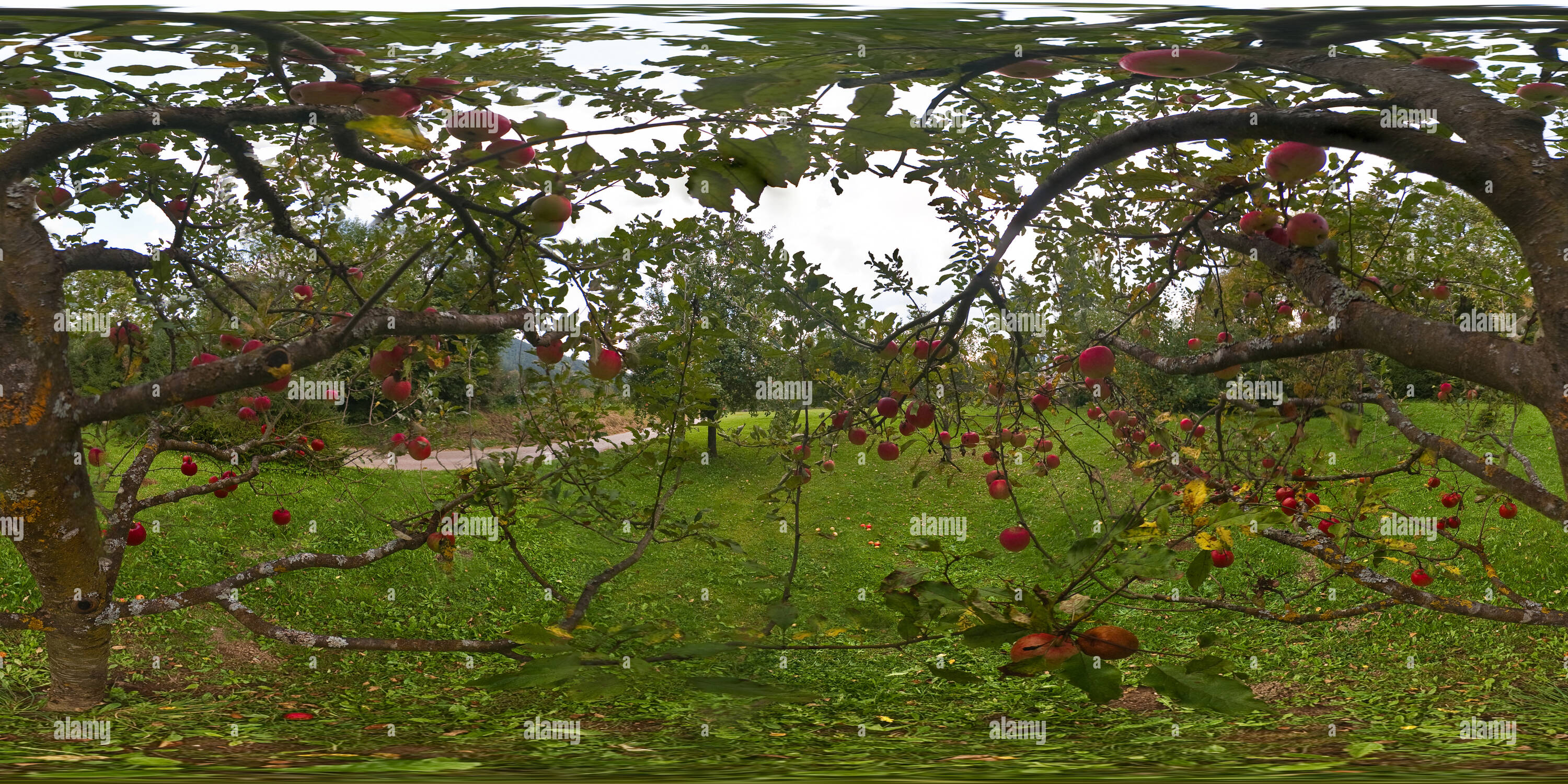 360° view of Sitting in a Tree - Alamy