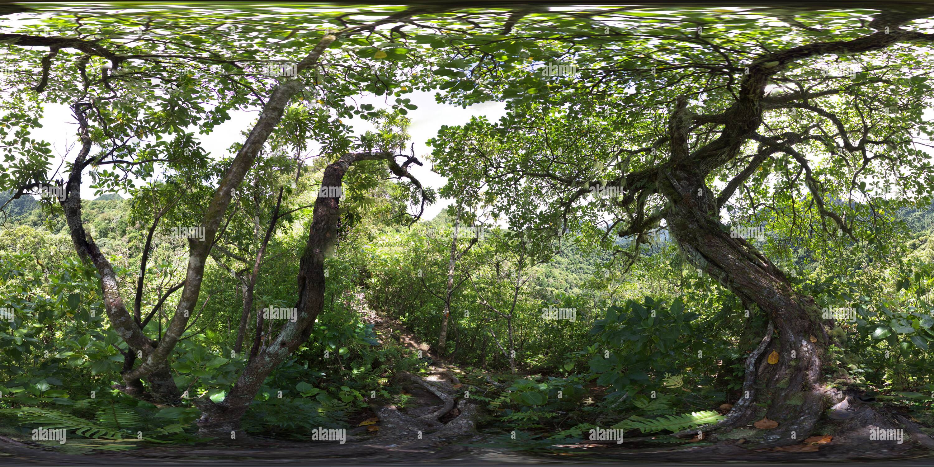 360° view of Tree in Rarotonga - Alamy