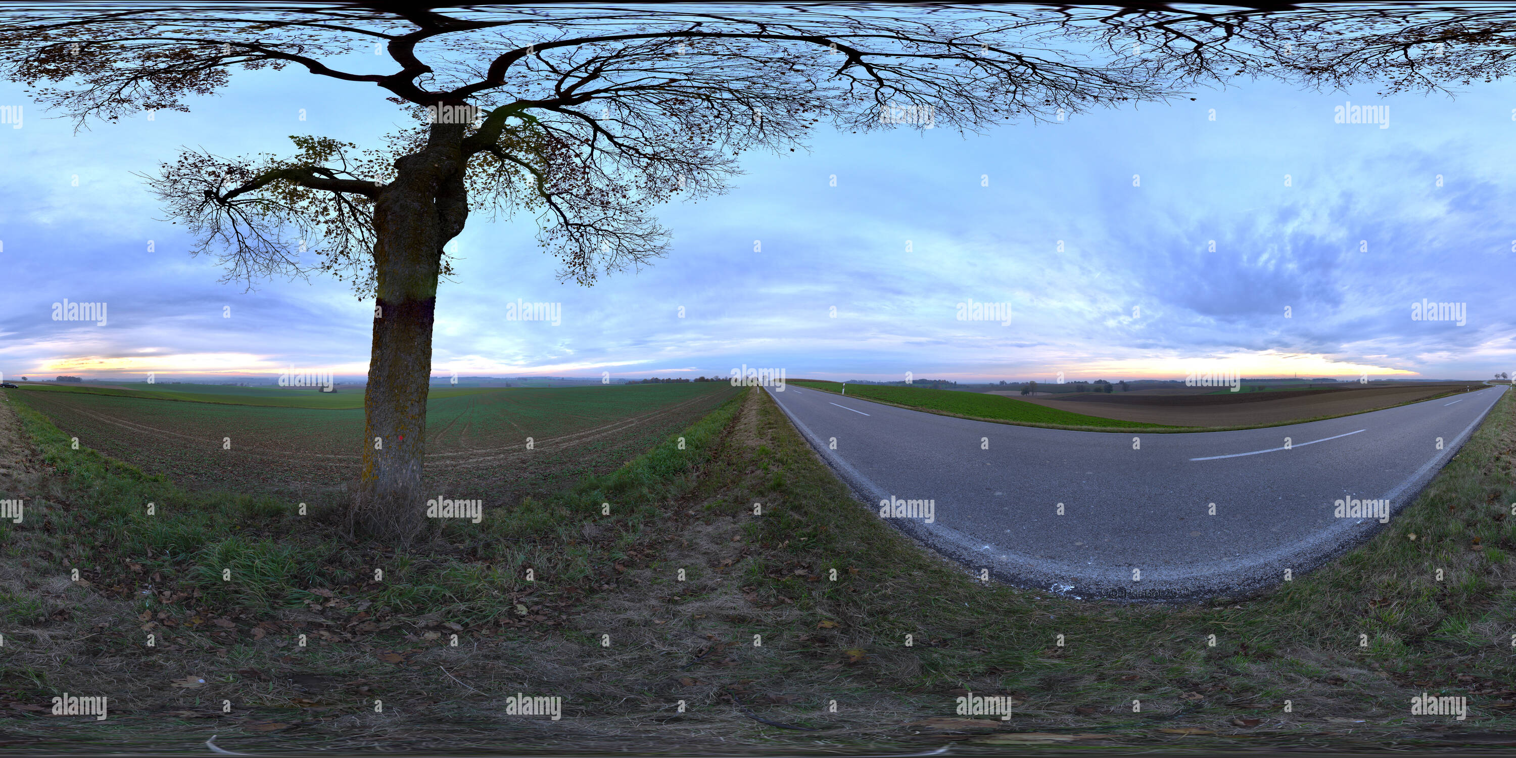 360° view of Tree at Sunset - Alamy