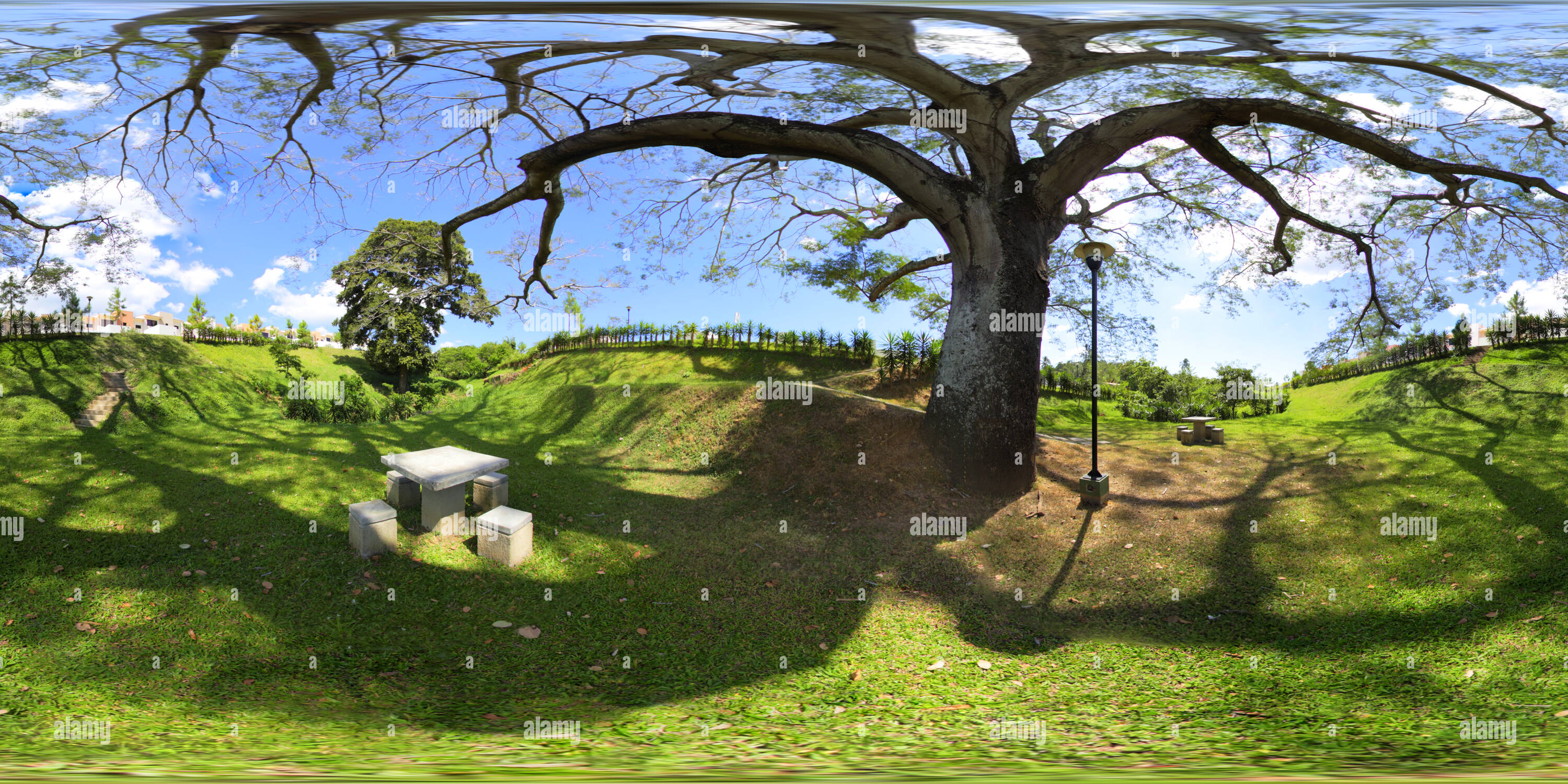 Conacaste Tree High Resolution Stock Photography and Images - Alamy