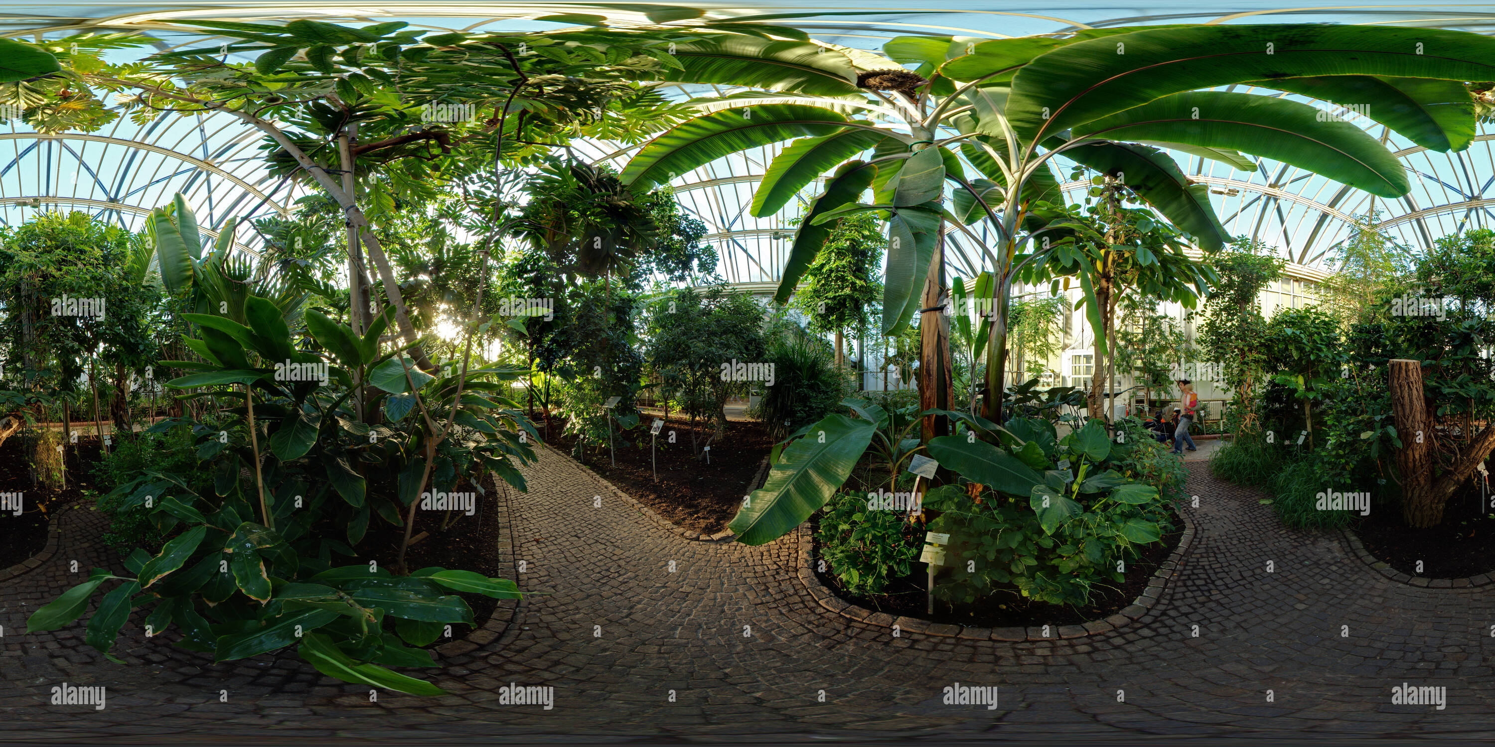 360° view of Botanical Garden Berlin - under the banana tree - Alamy