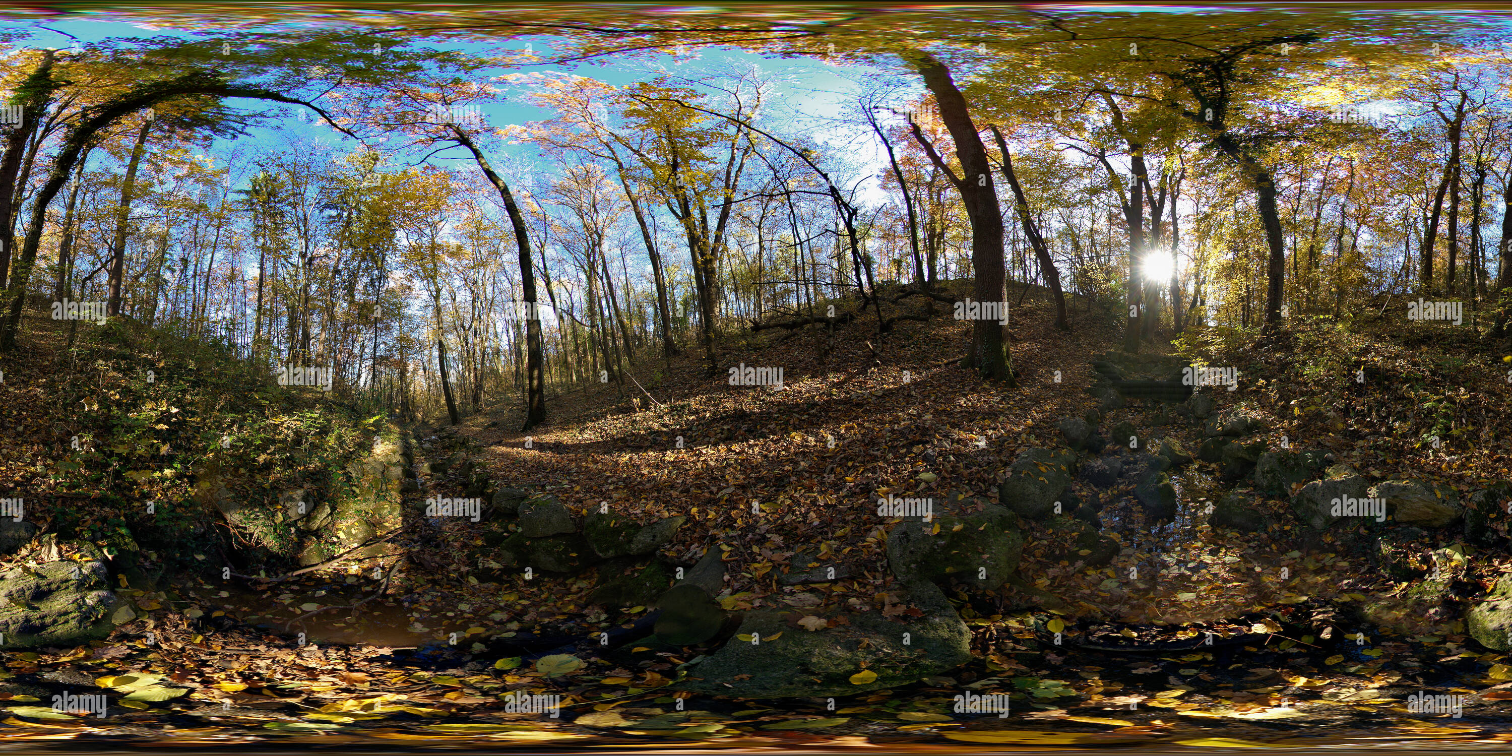360° view of Forest In Autumn - Alamy