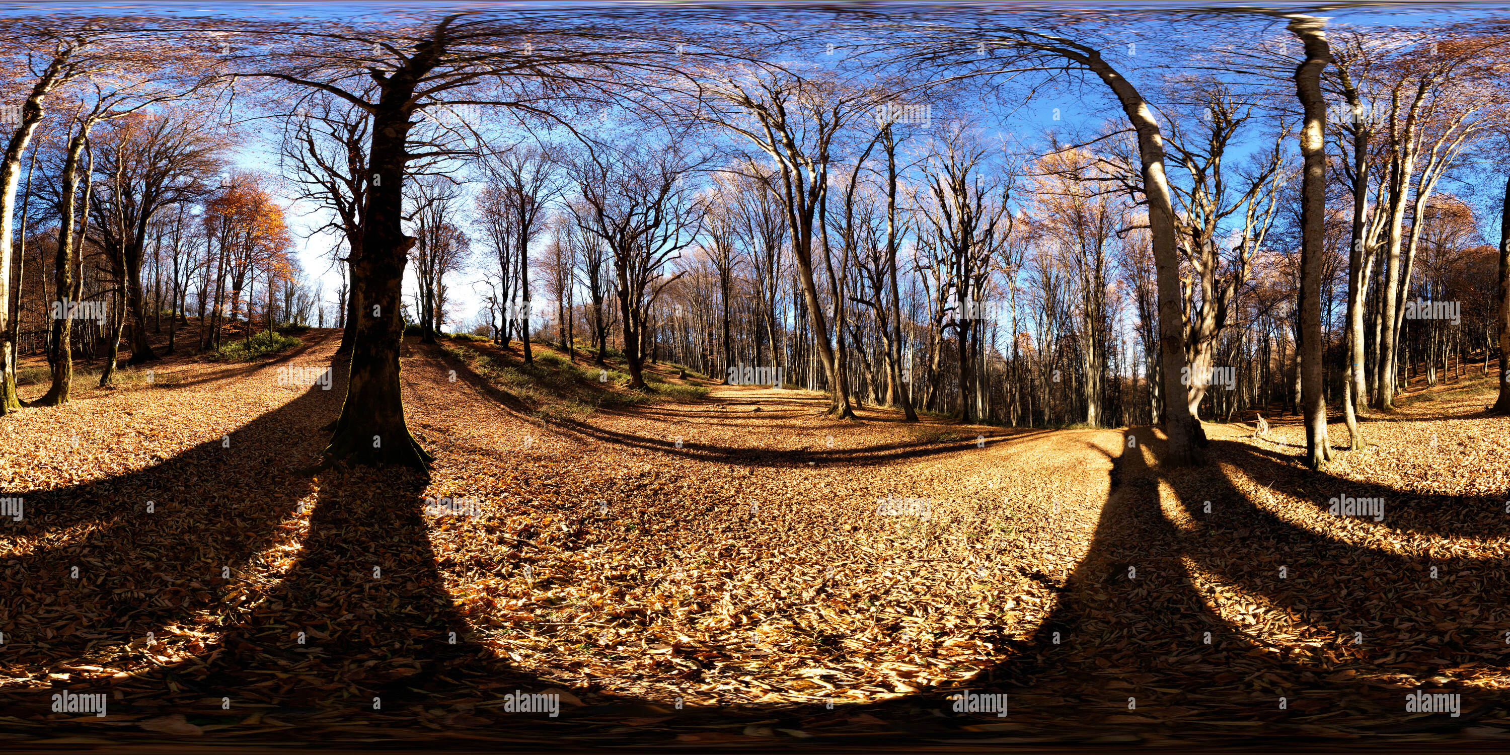 360° view of Alimastan jungle - Autumn - Alamy