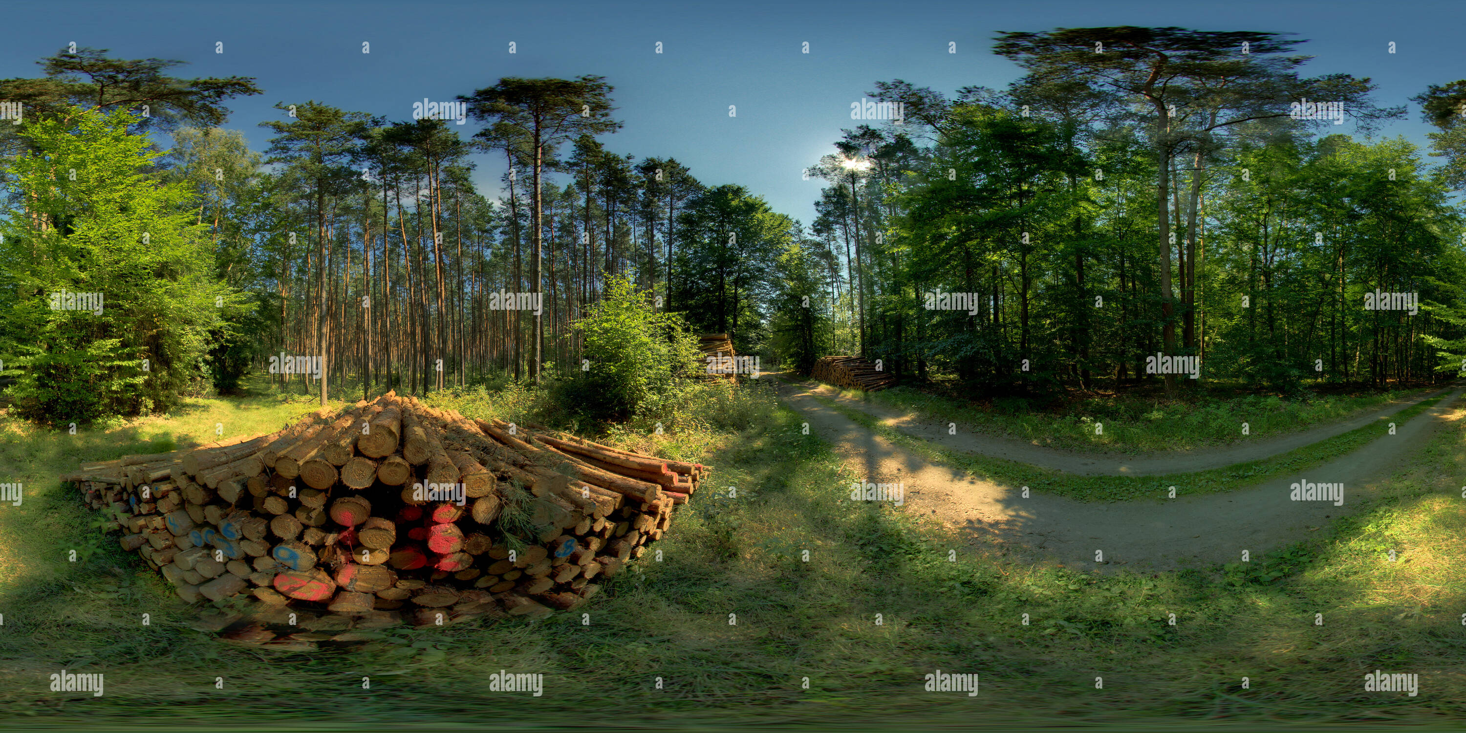 360° view of Baum, Bäume, Wald, Netzow Templin, Brandenburg - Alamy