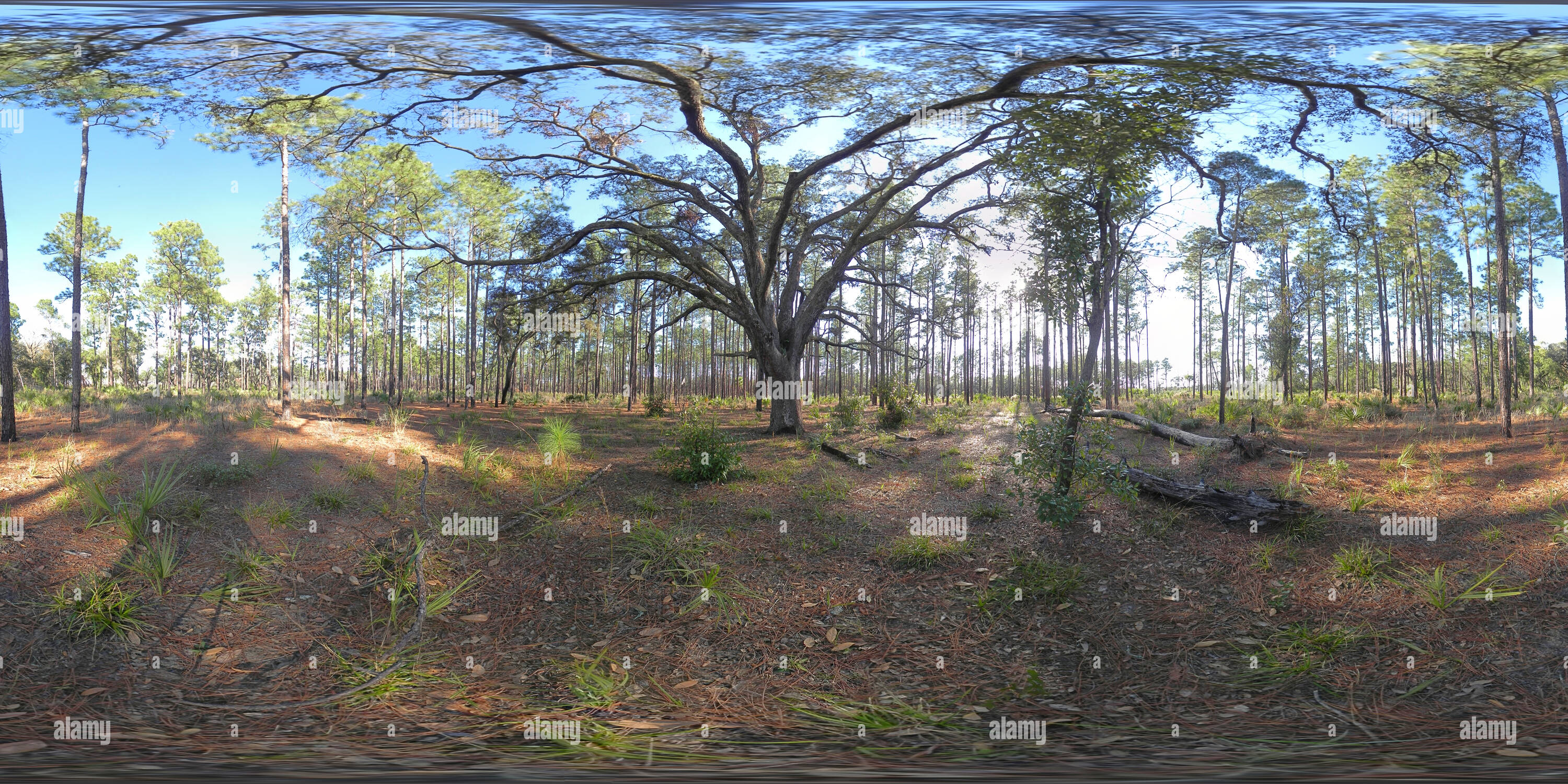 360° view of Yearling Trail, Ocala National Forest, Florida, USA - Alamy