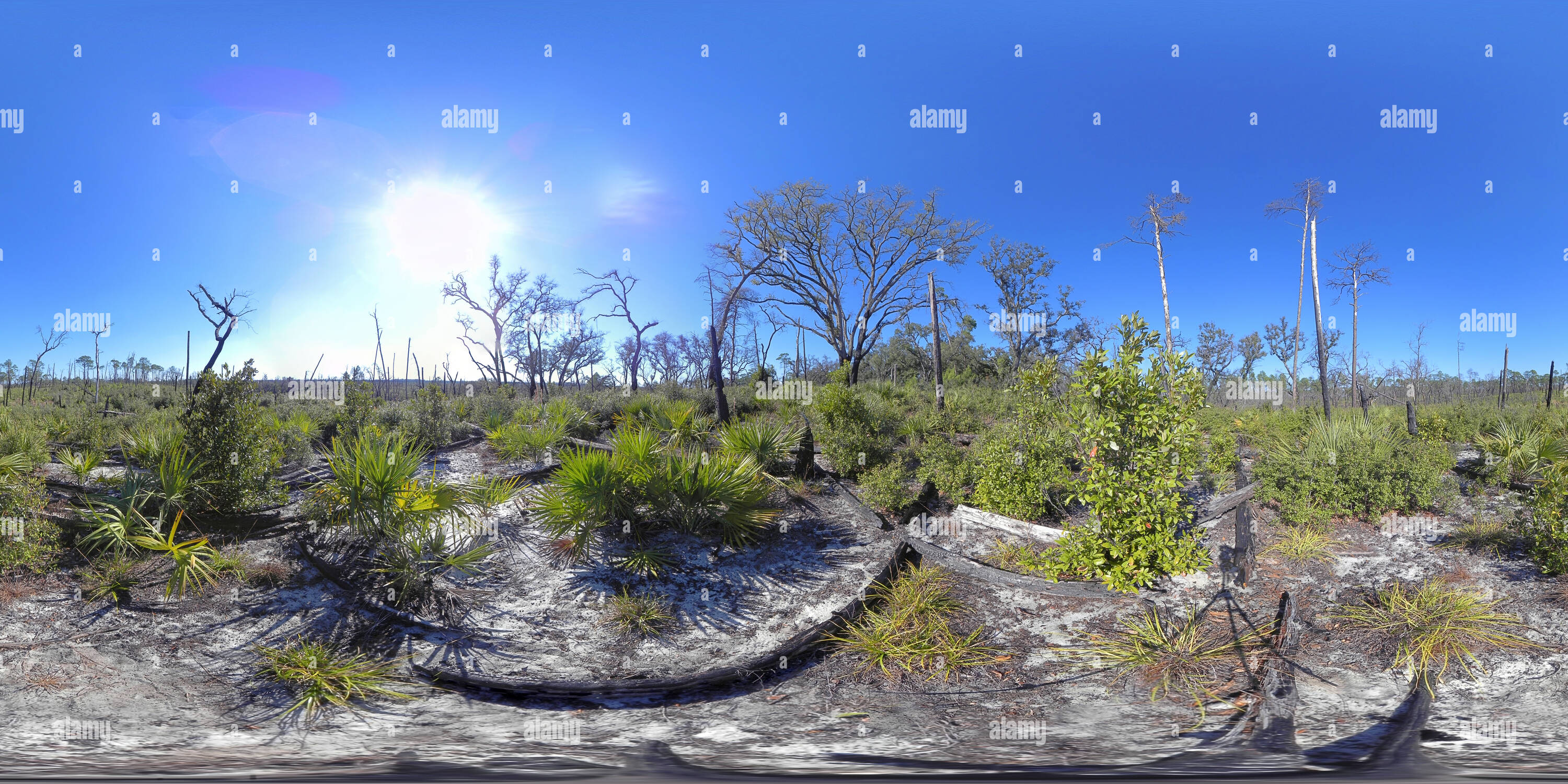 360° view of Yearling Trail, Ocala National Forest, Florida, USA - Alamy