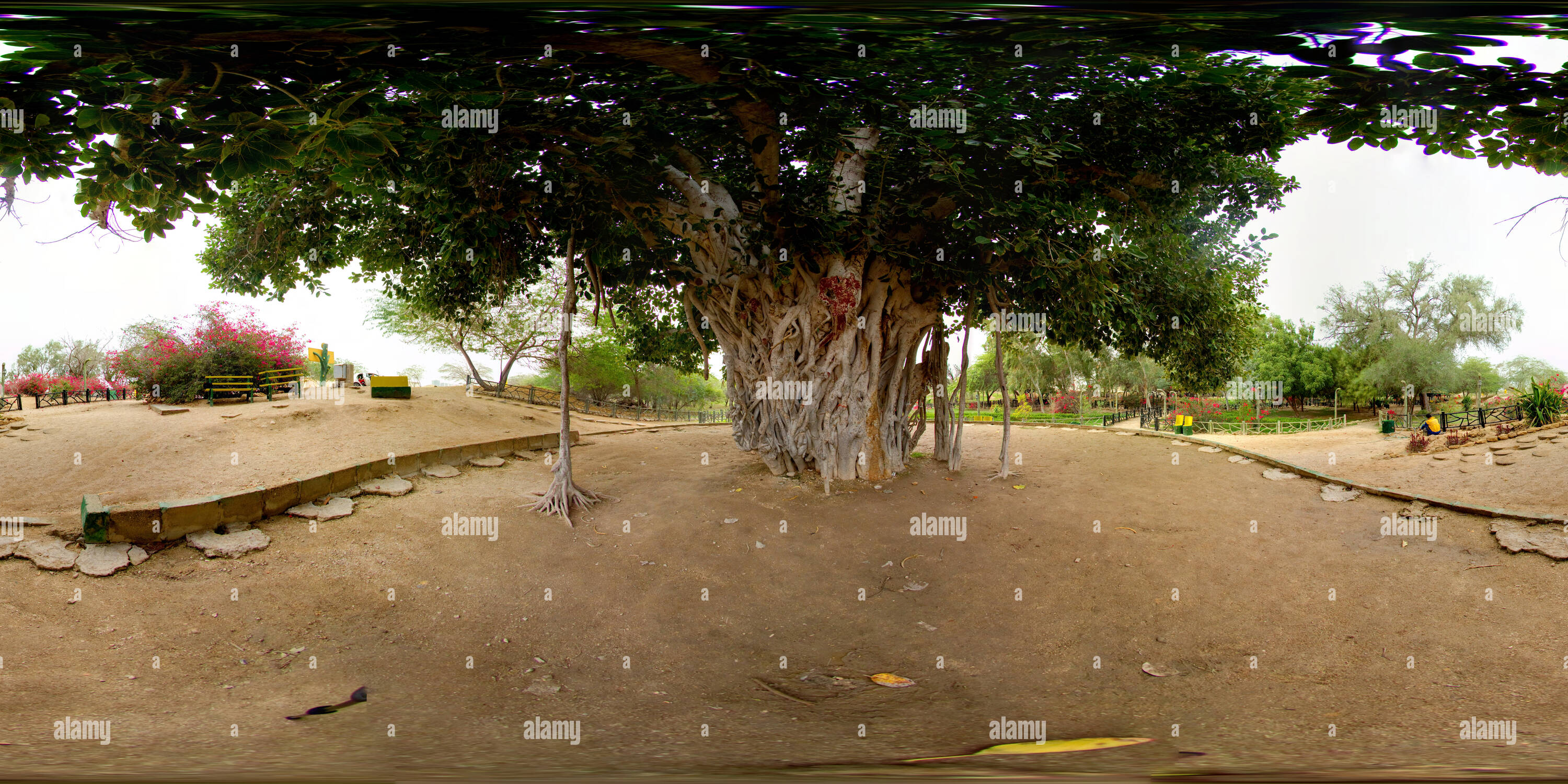 360° view of Ancient Green Tree - Alamy