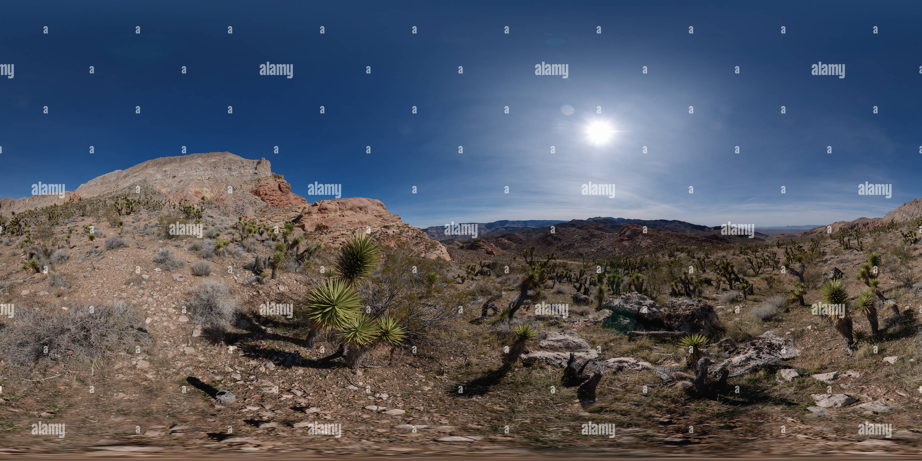 360° view of Cedar Pocket road (Joshua trees - Alamy