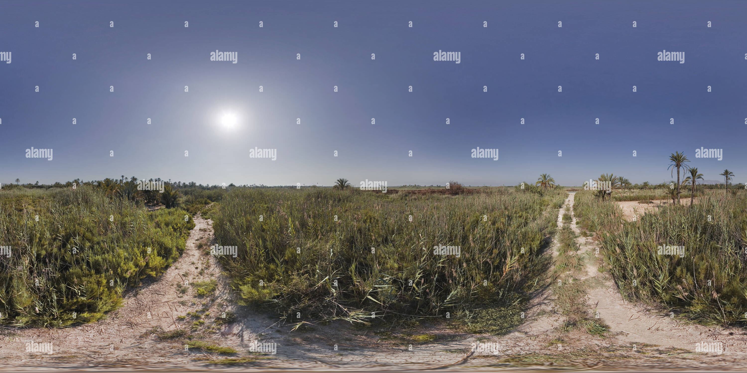 360° view of Reed beds from above - Alamy