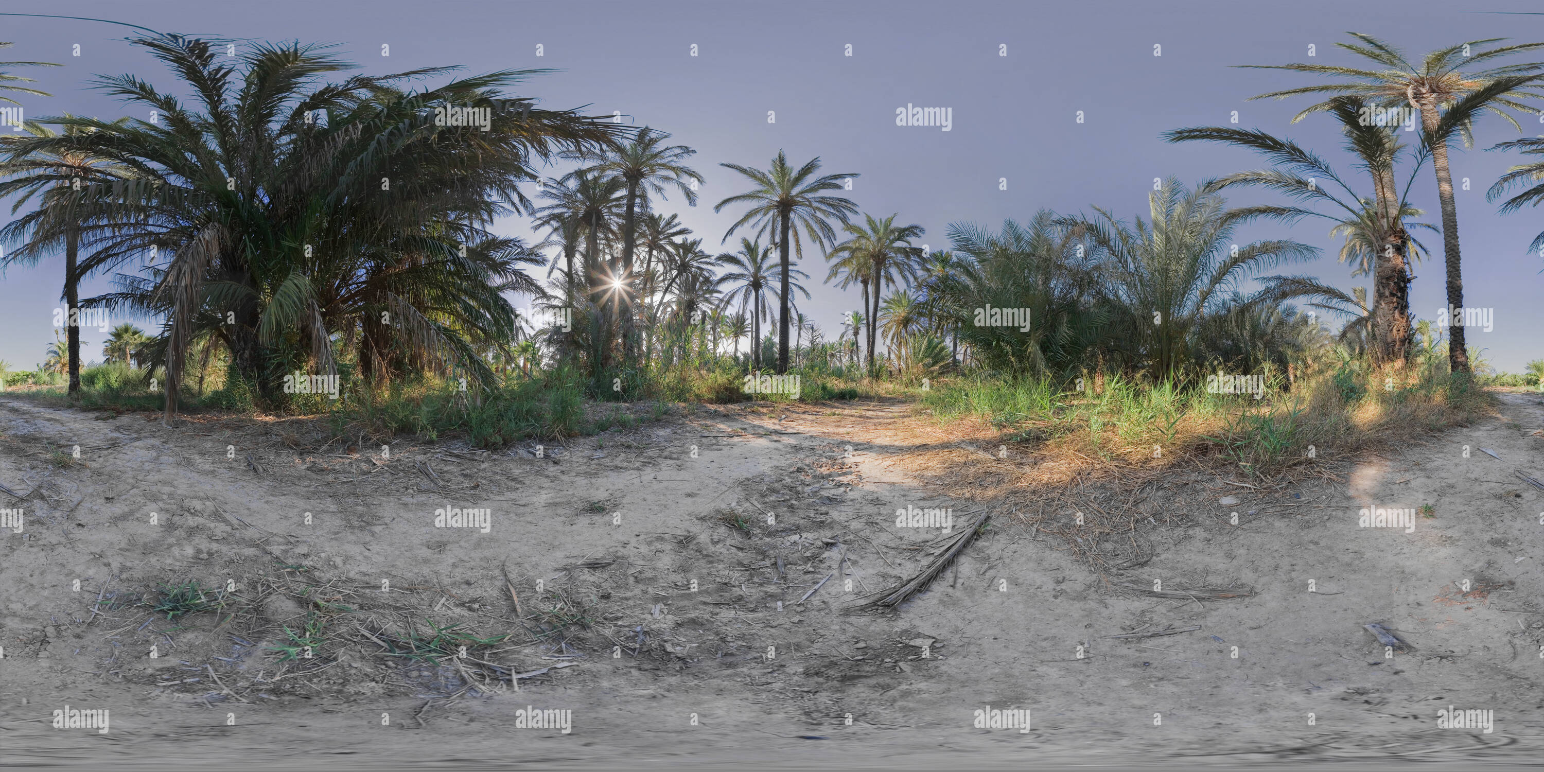 360° view of Palm trees at ground level I - Alamy