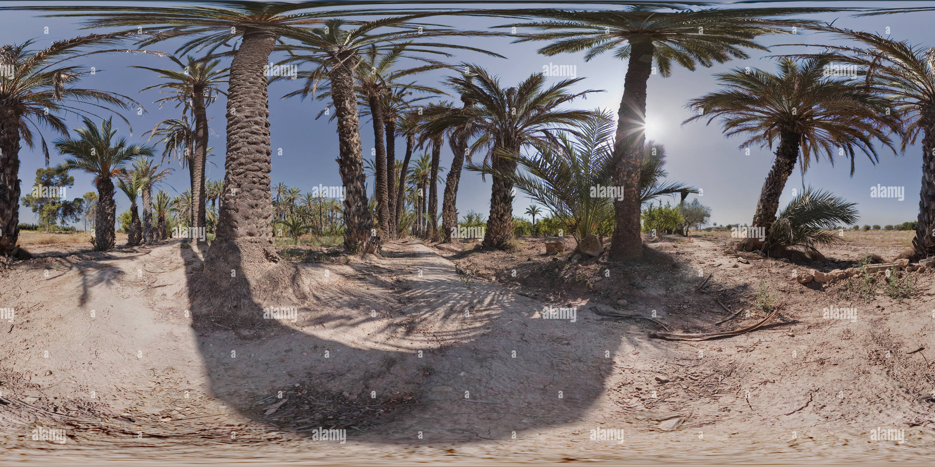 360° view of Palm trees at ground level II - Alamy
