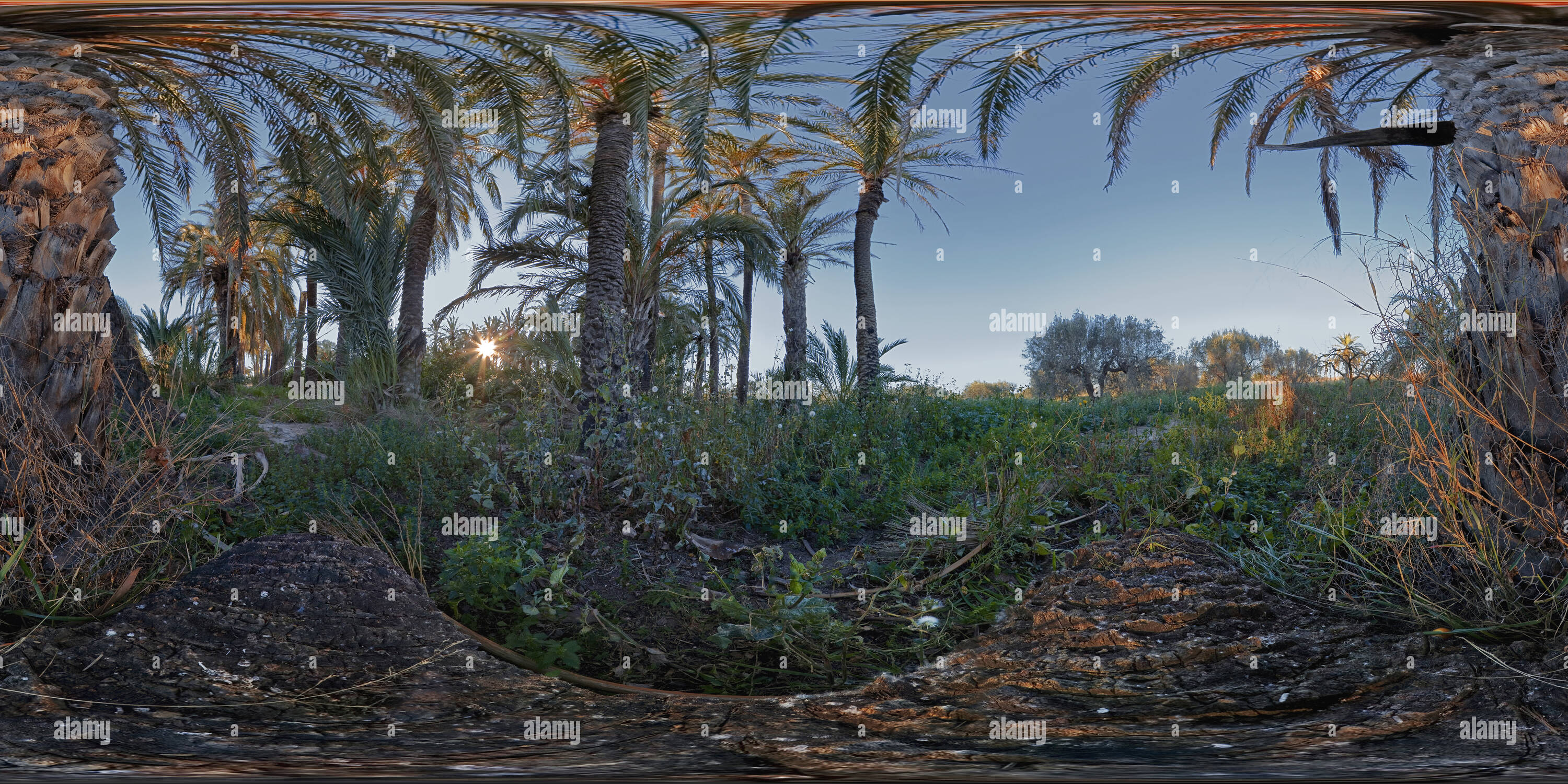 360° view of A winter afternoon 01 2008: Palm tree log - Alamy