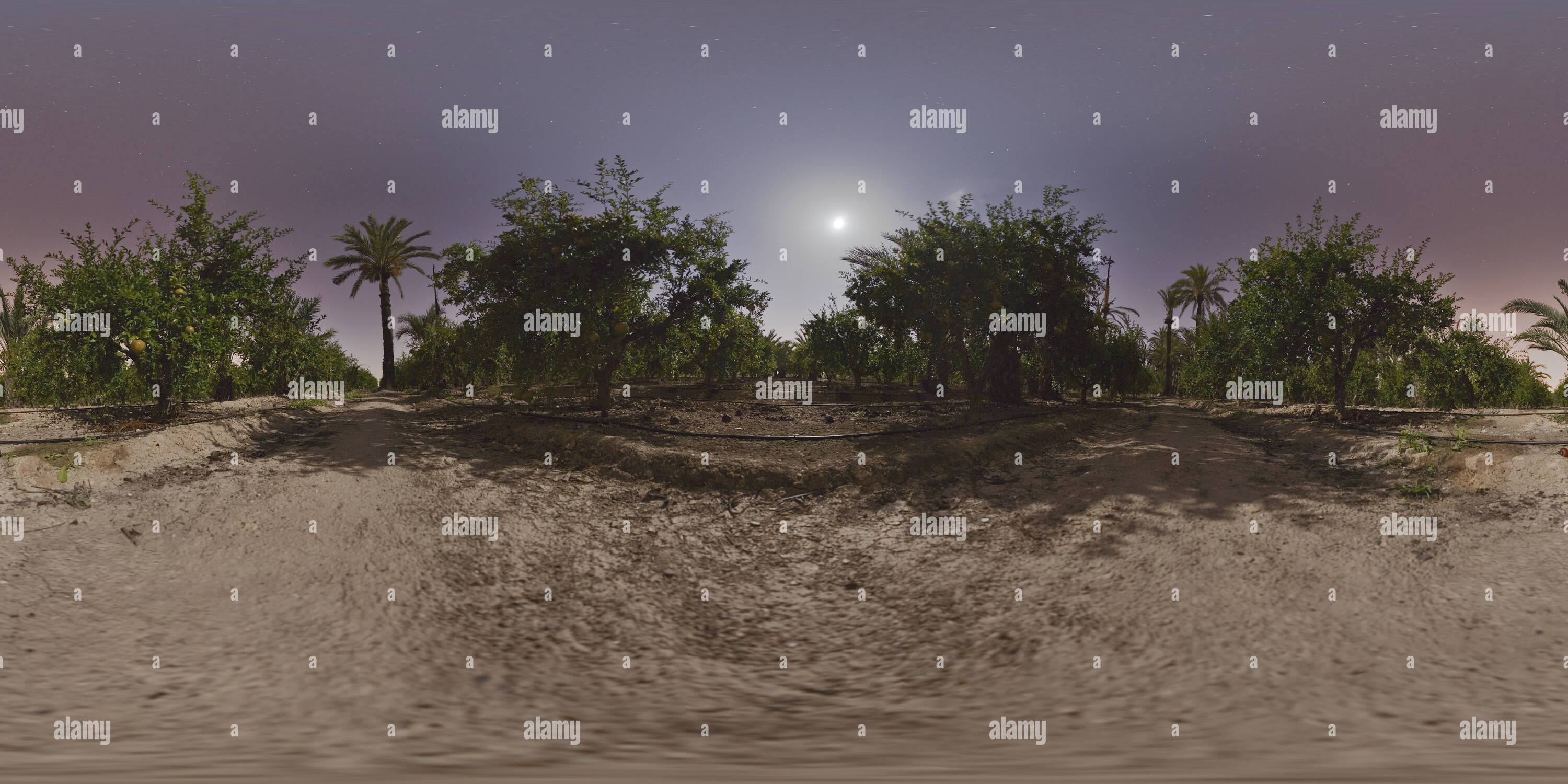360° view of Moonlight takes 08 2010: Pomegranate Trees - Alamy