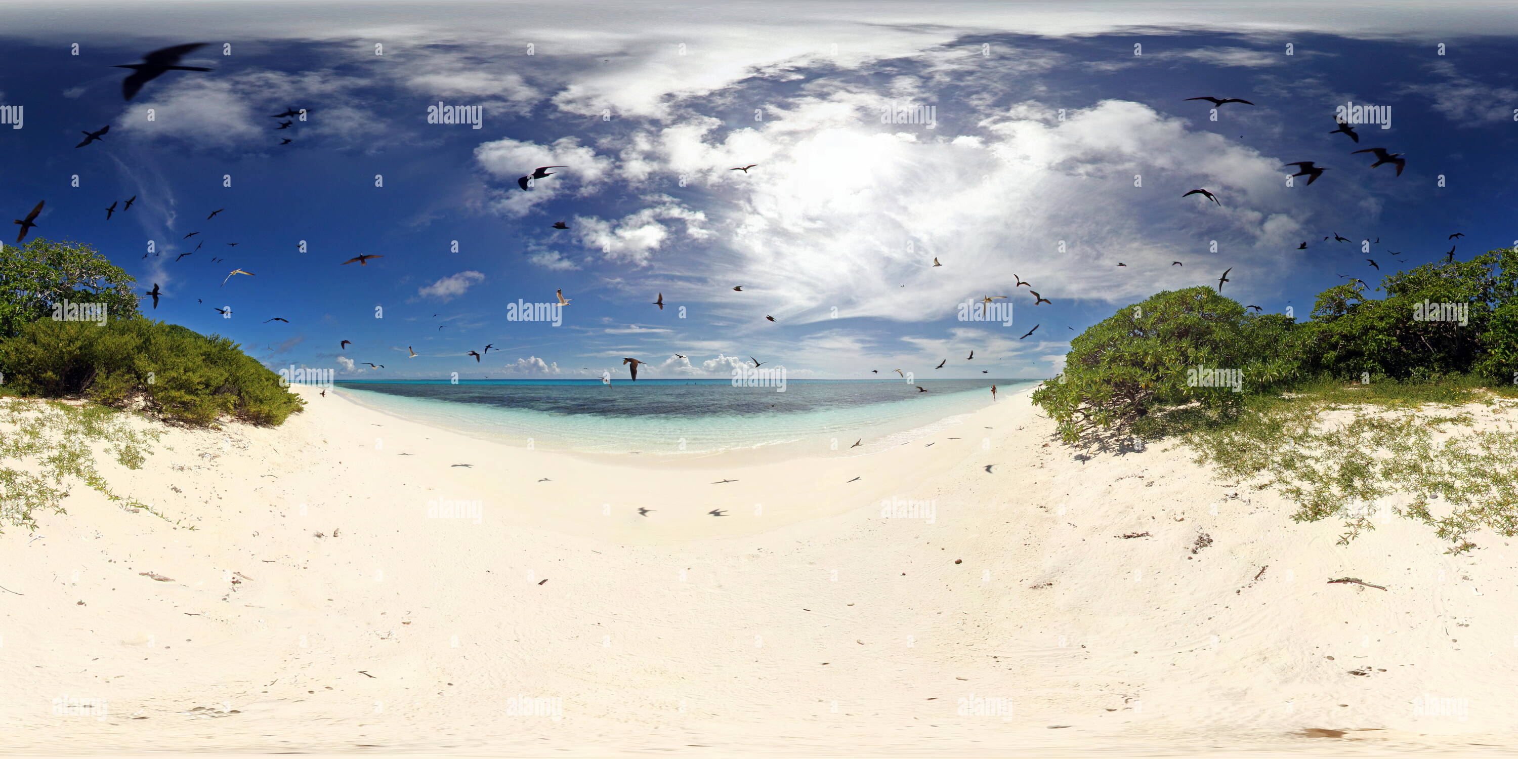 360° view of Sea Birds New Caledonia Lagoon - Alamy