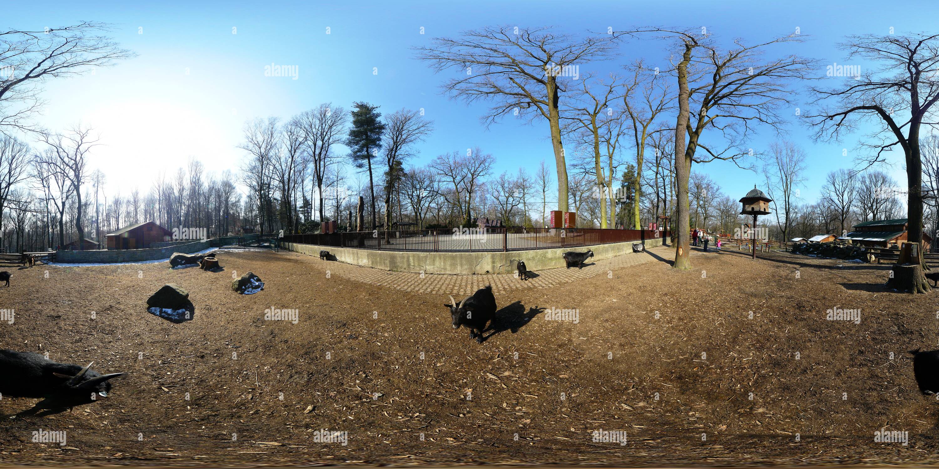 360° view of Zoo Ostrava Koza domácí kamerunská - Alamy