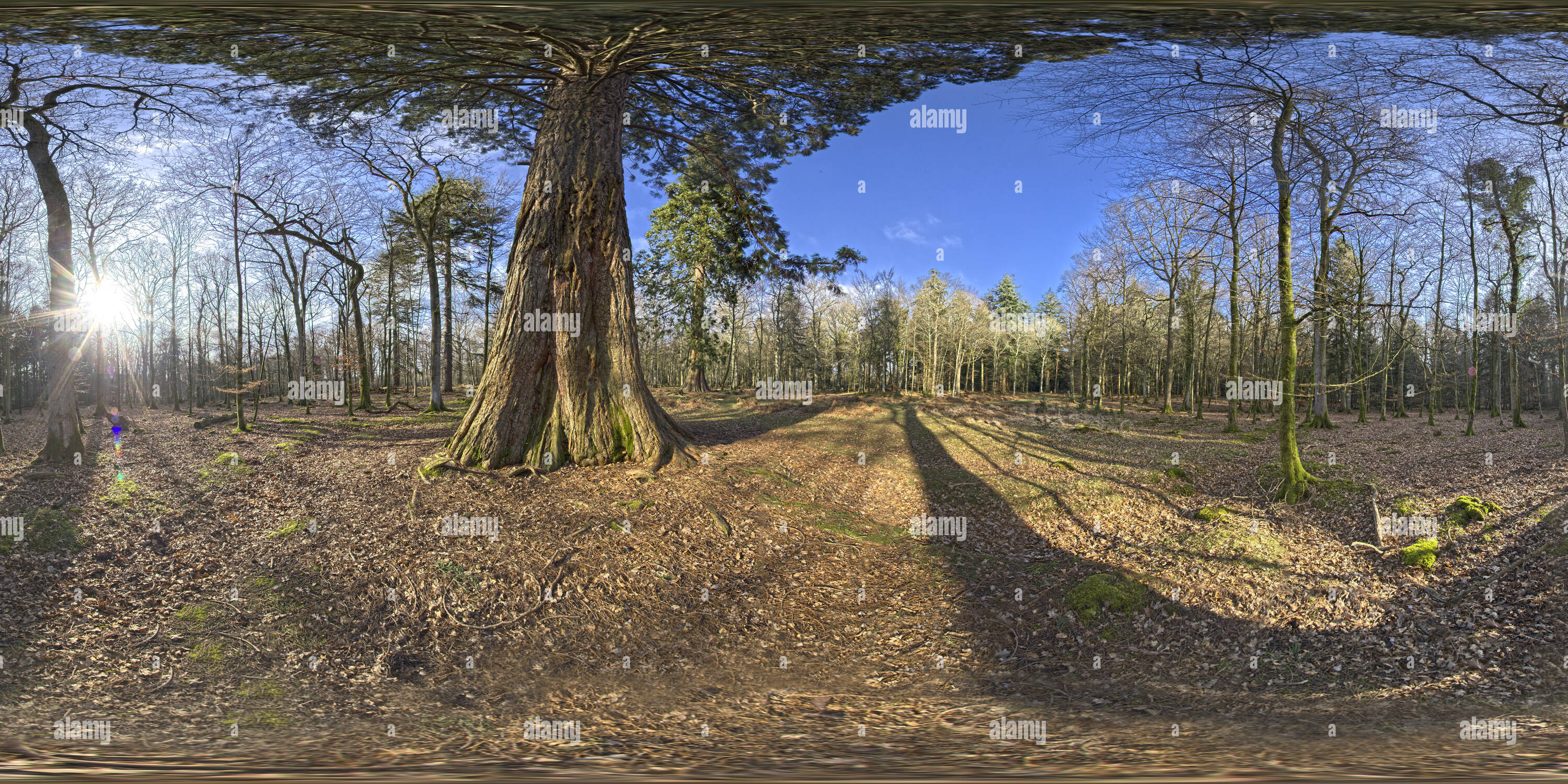 360° view of Giant Redwoods I - Alamy