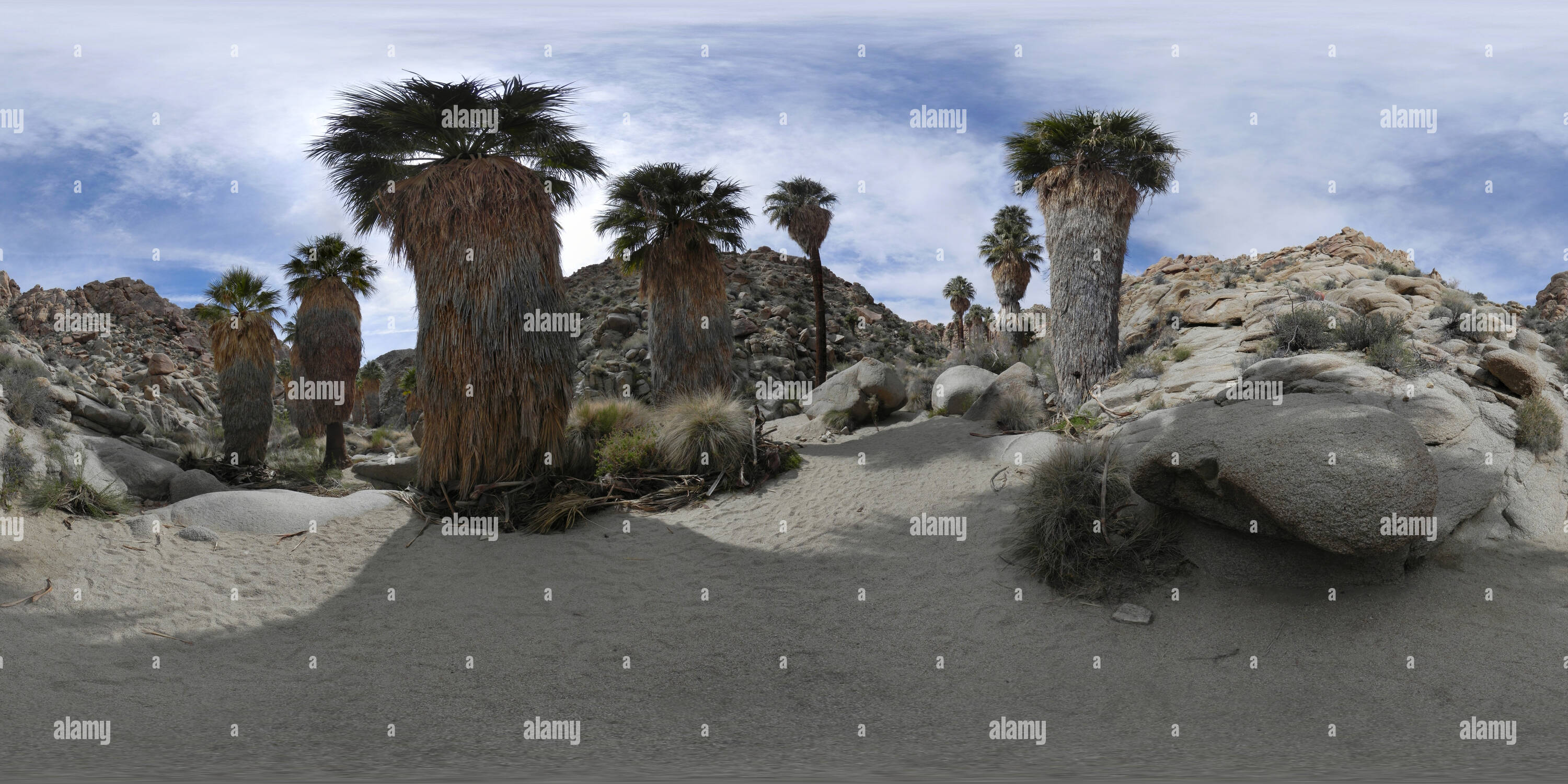 360° view of Lost Palms Oasis, Joshua Tree National Park, California ...