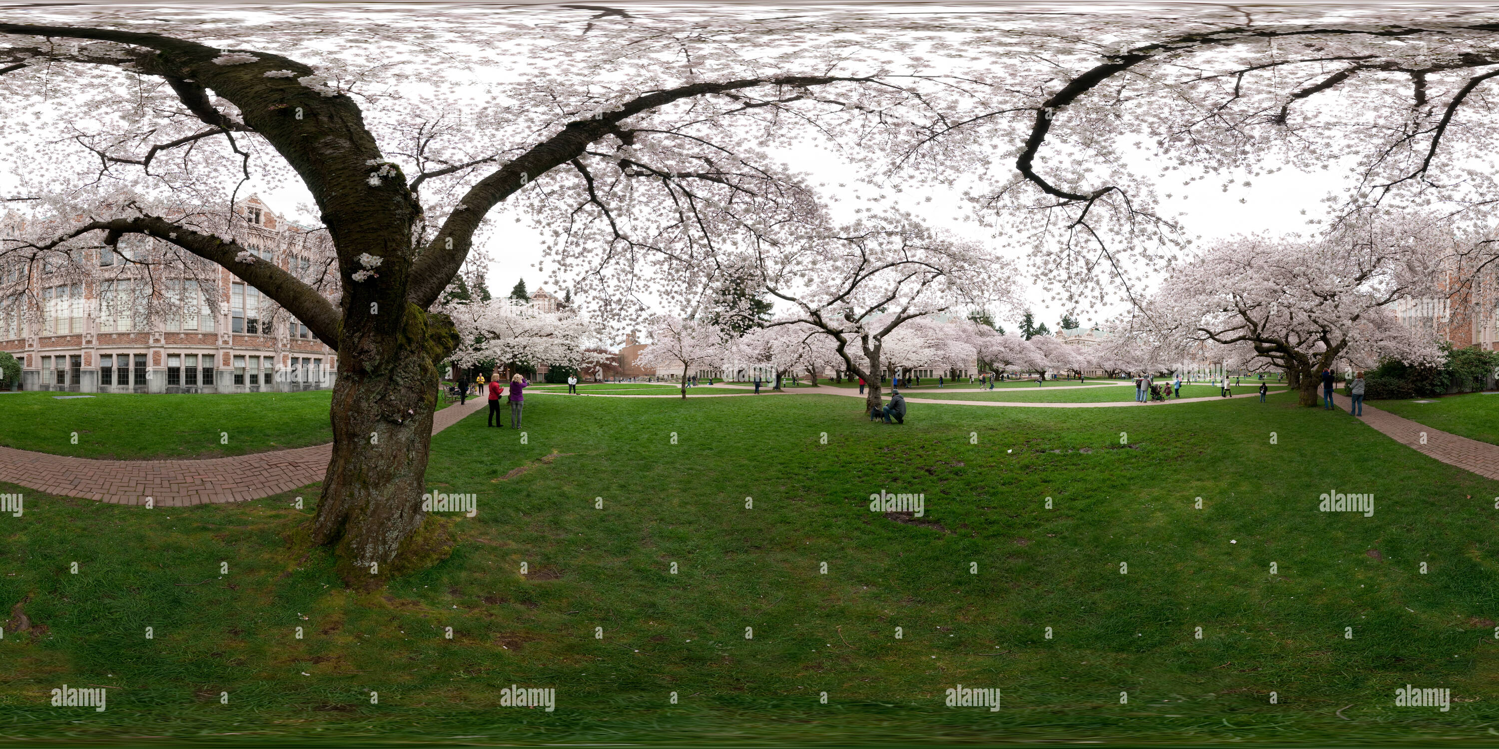 360° view of Cherry trees at University of Washington - Alamy