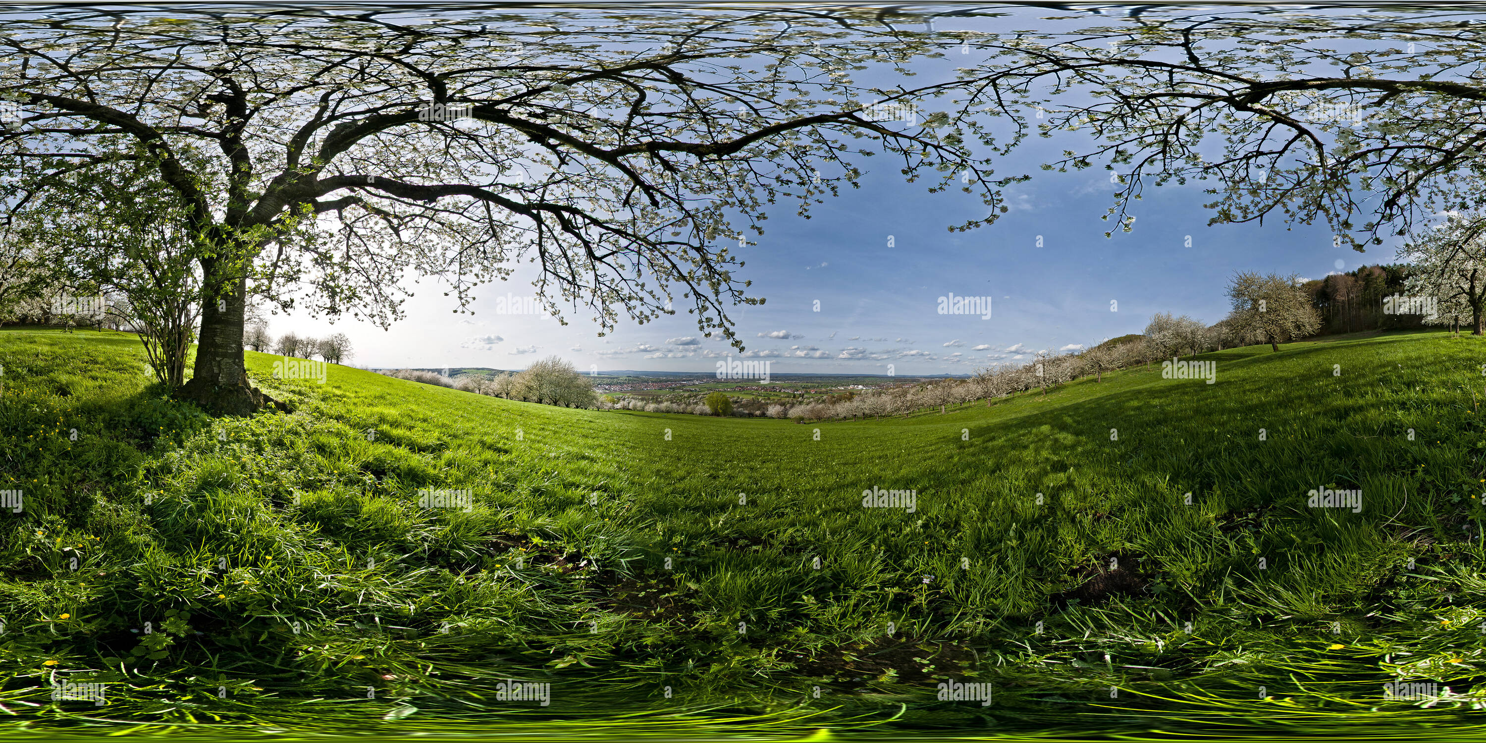 360° view of Cherry trees near Dettingen/Teck - Alamy