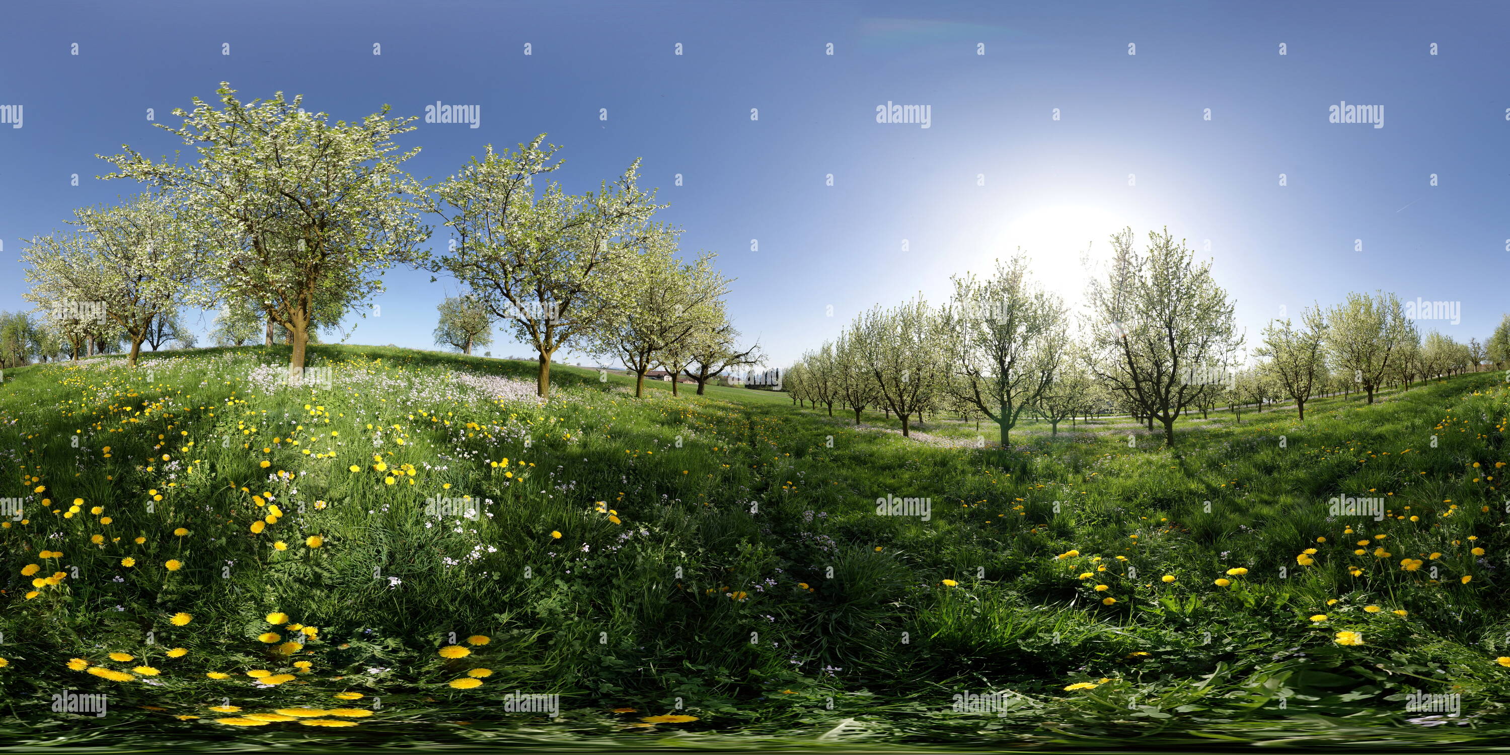 360° view of Switzerland Seetal Haemikon Obstgarten - Alamy