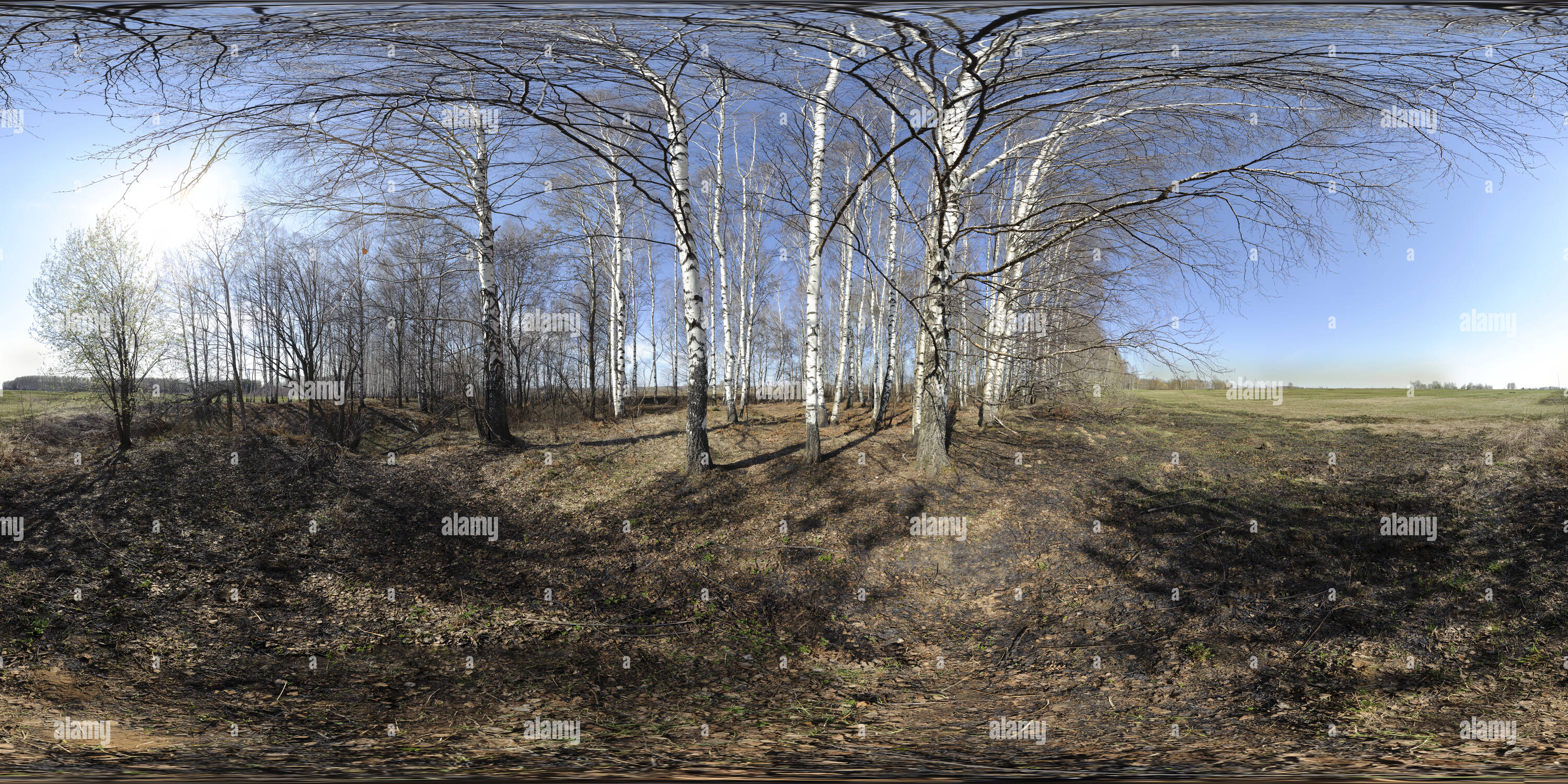 360° view of white birch's grove - Alamy