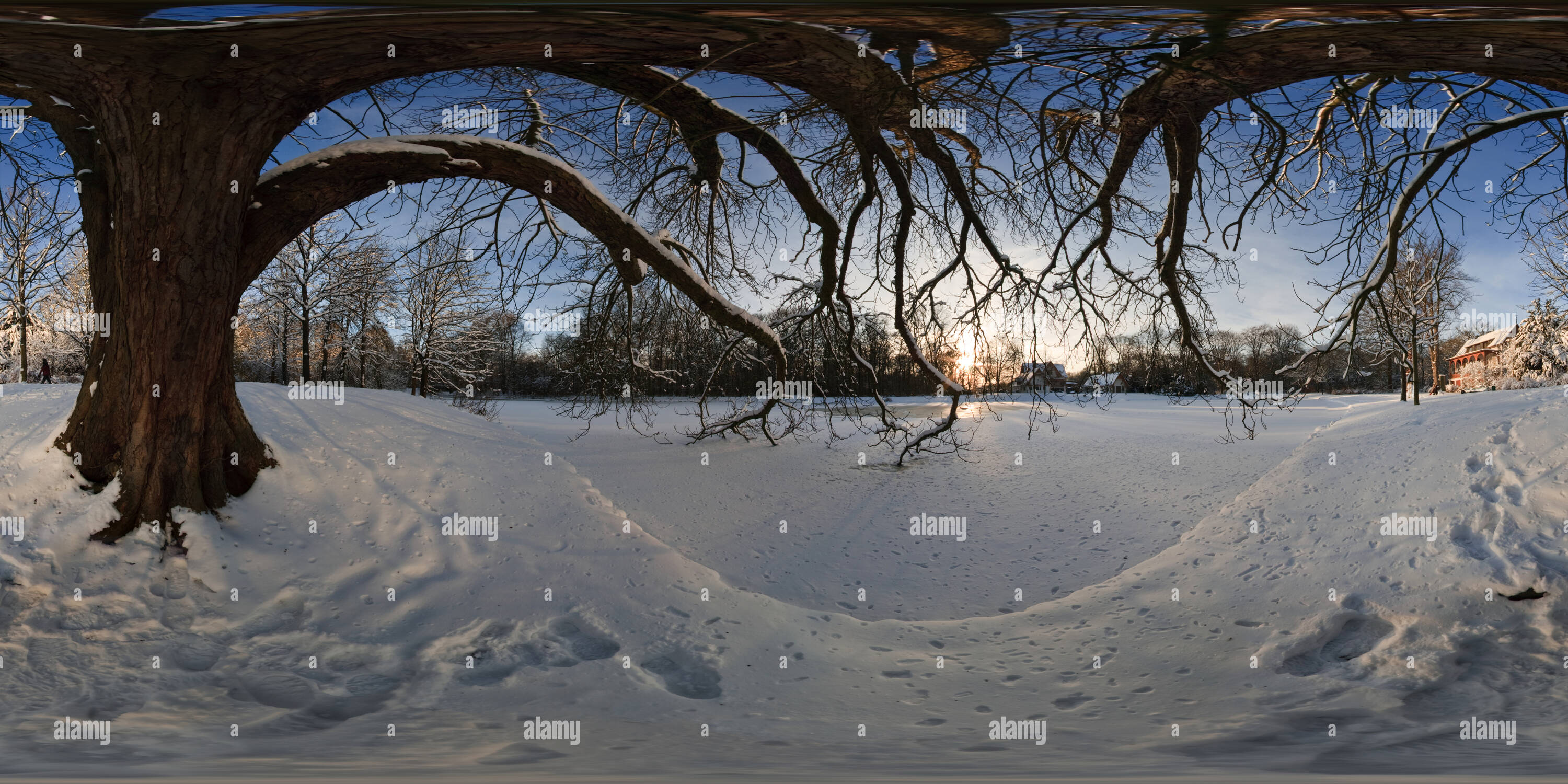 360° view of chestnut tree in winter dress - Alamy