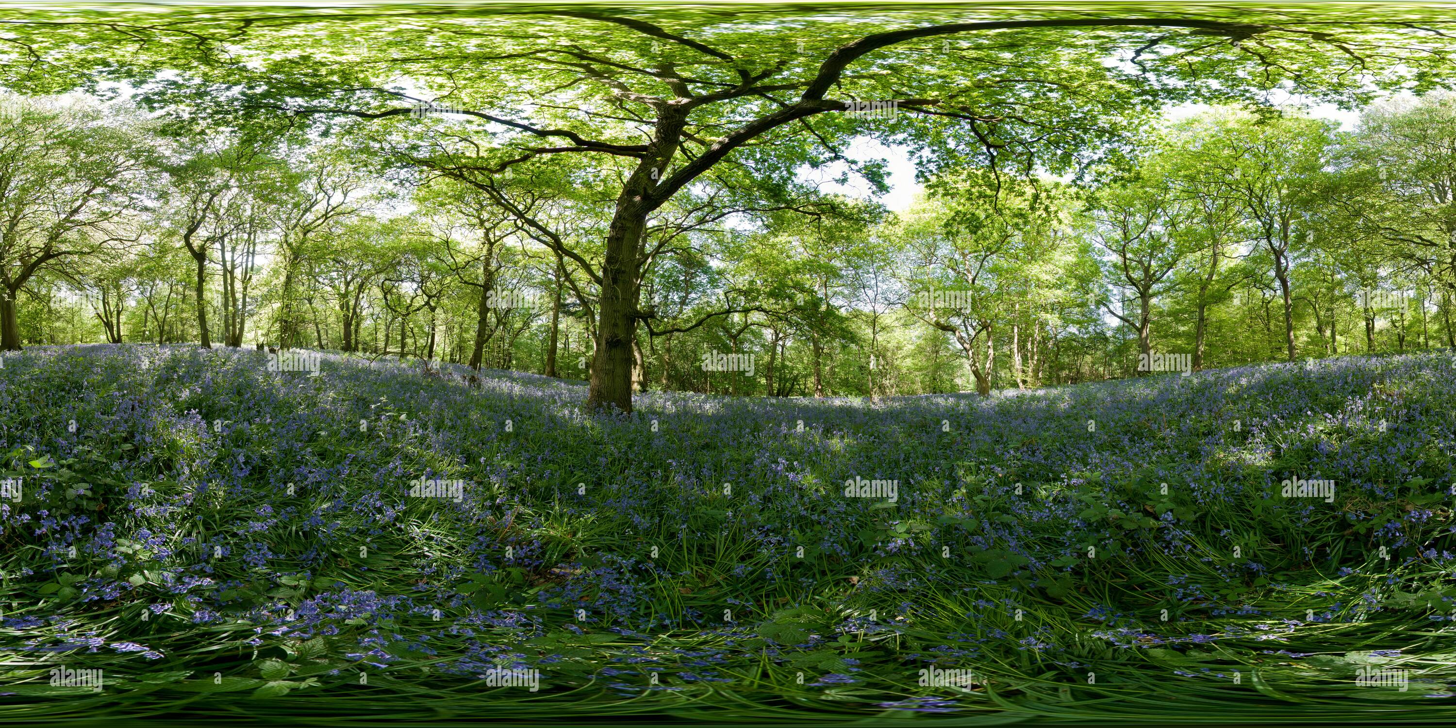 Banstead woods hi-res stock photography and images - Alamy