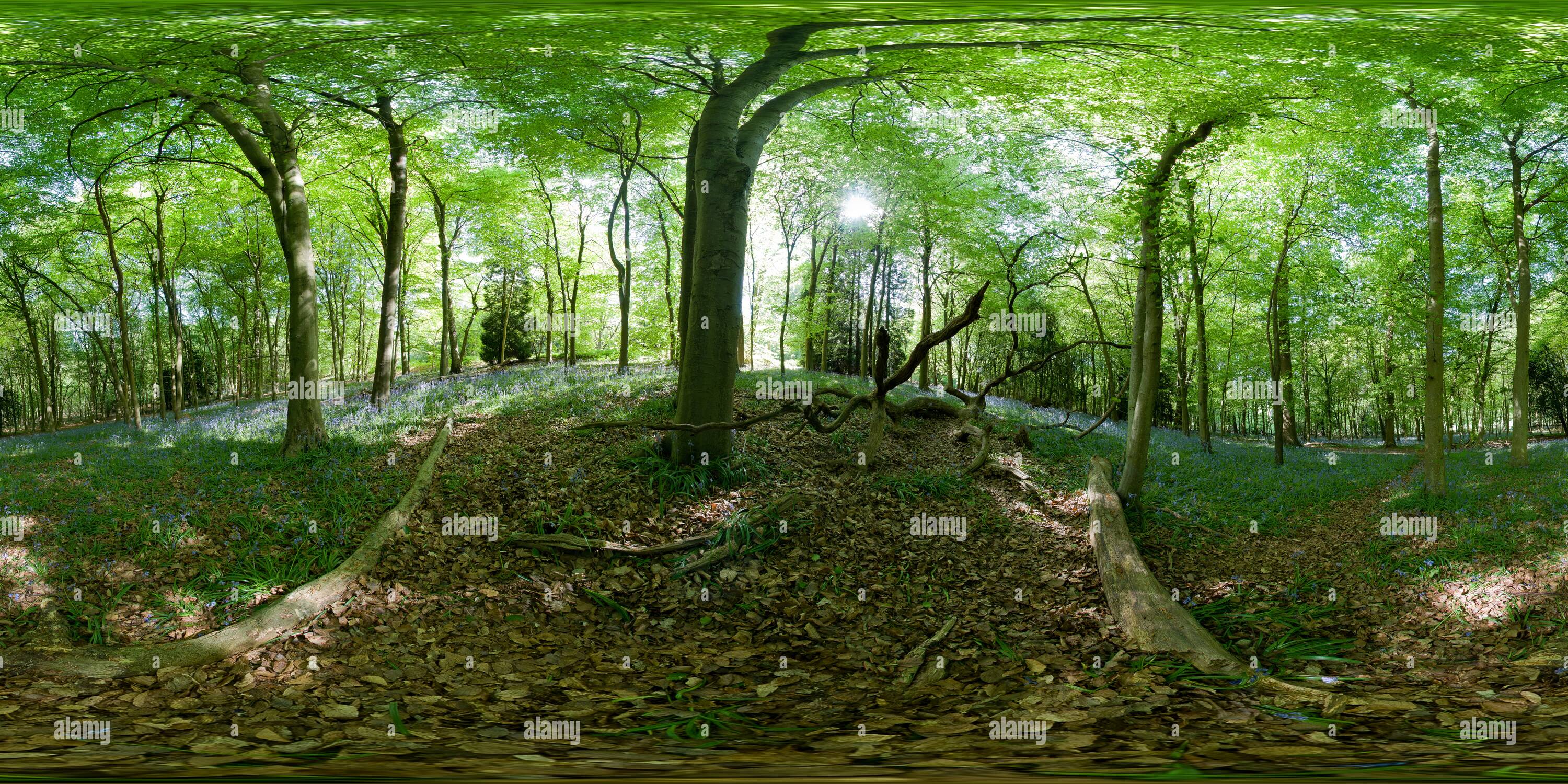 Banstead woods hi-res stock photography and images - Alamy