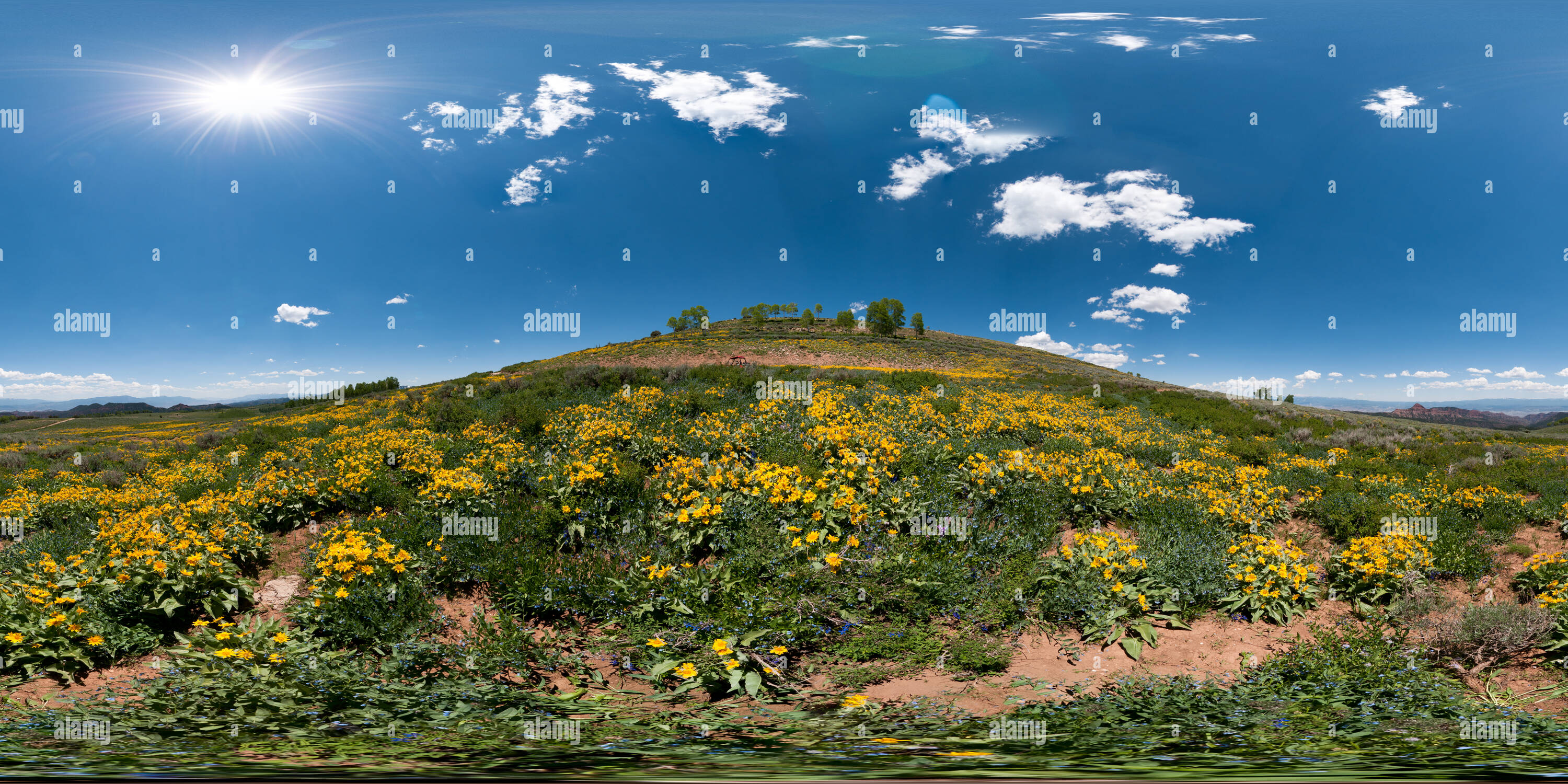 360° view of Paiute ATV Trail - Spring Flowers - Alamy