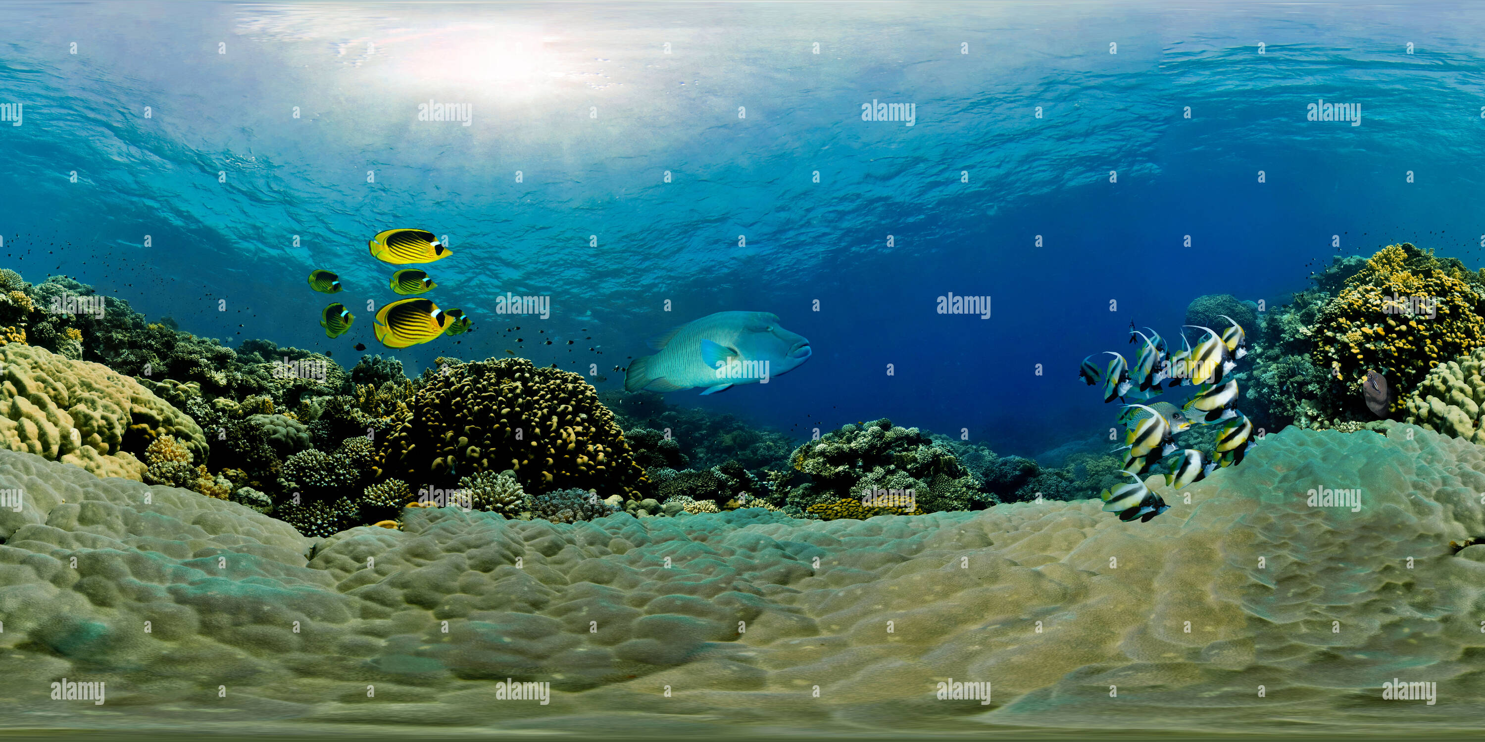 360° view of Abu Dabab Garden013 - Alamy