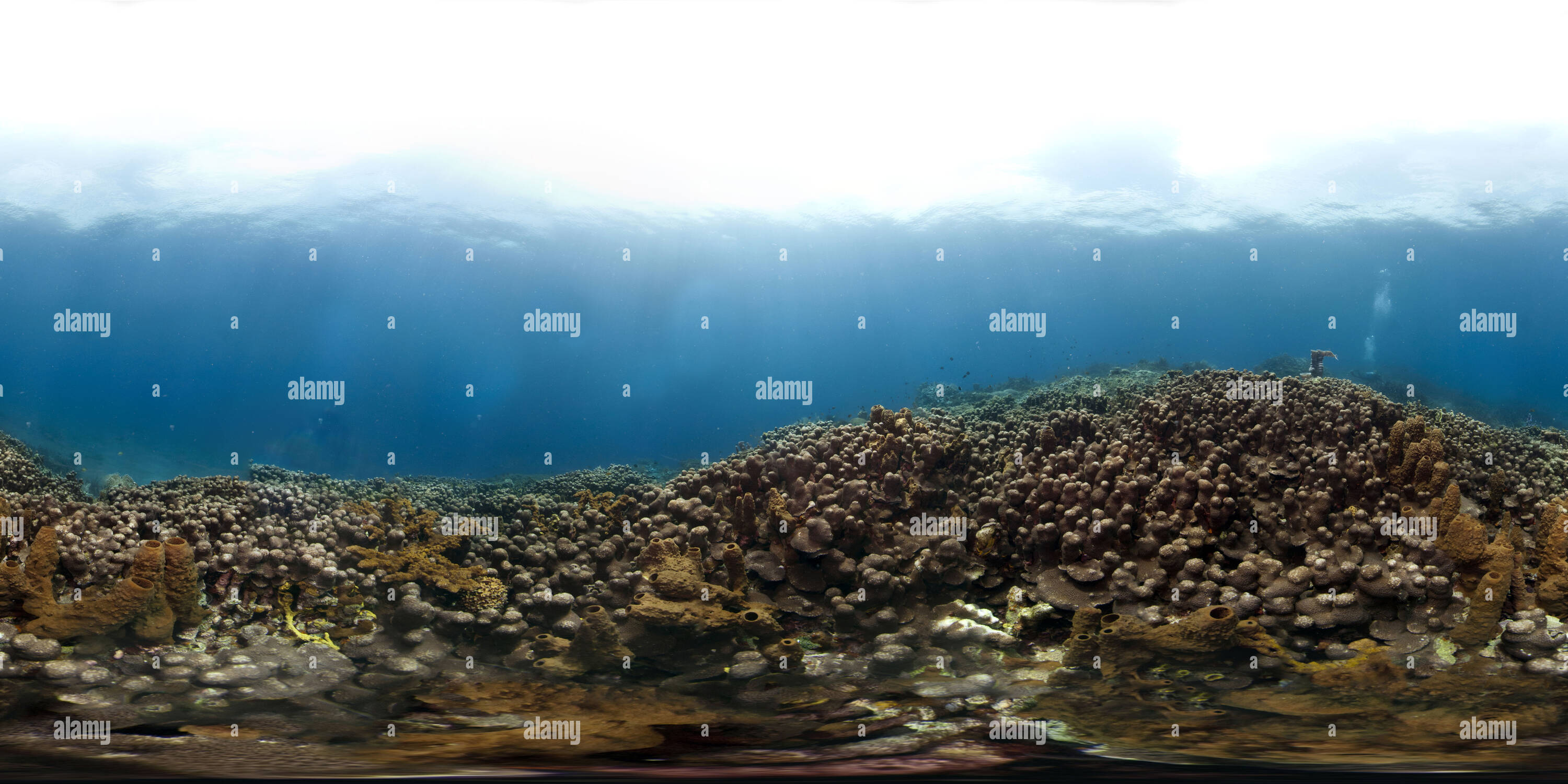 360° view of Coral ridge off City extra in Manado - Alamy