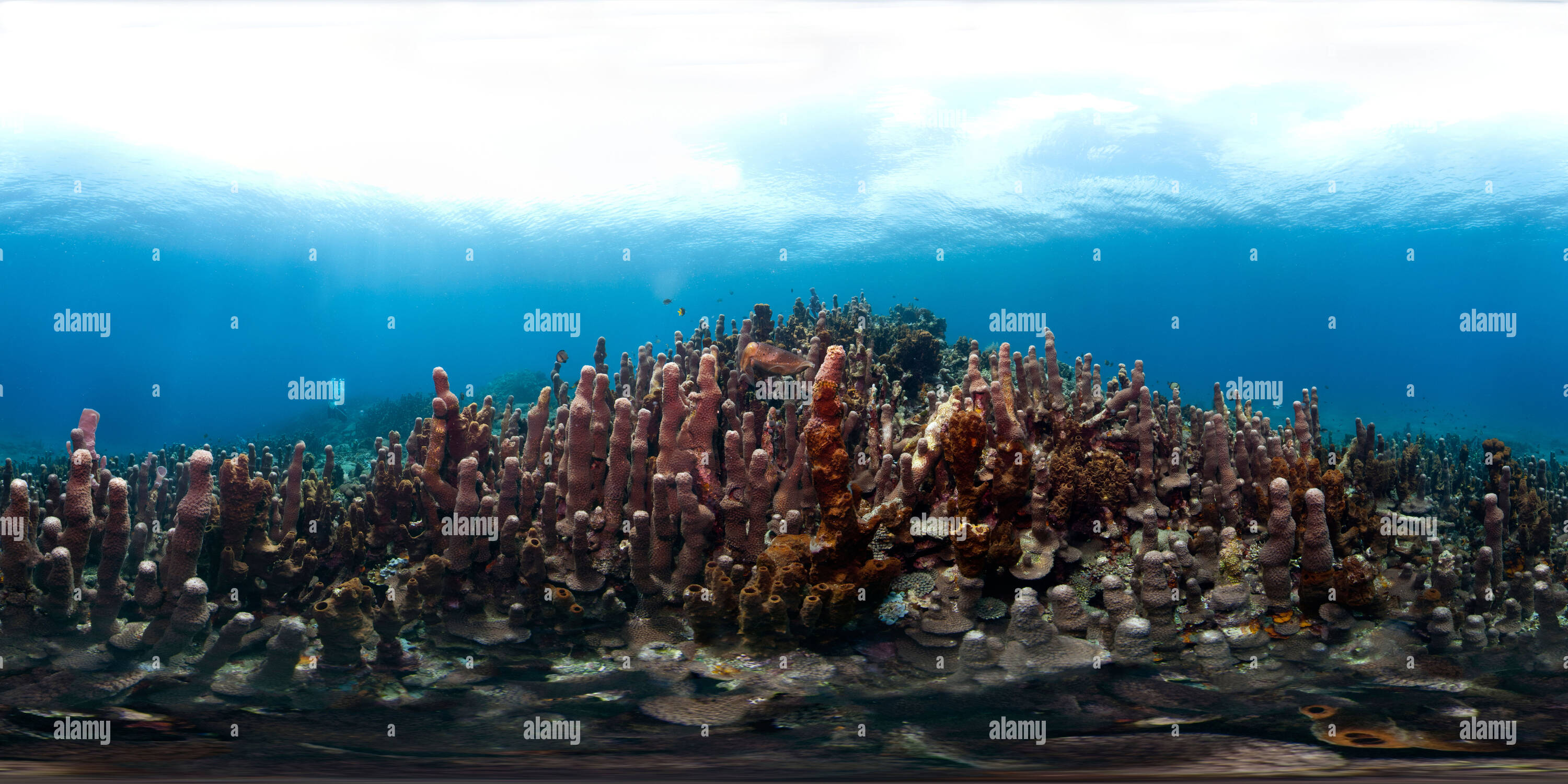 360° view of cuttle fish hiding in corals - Alamy