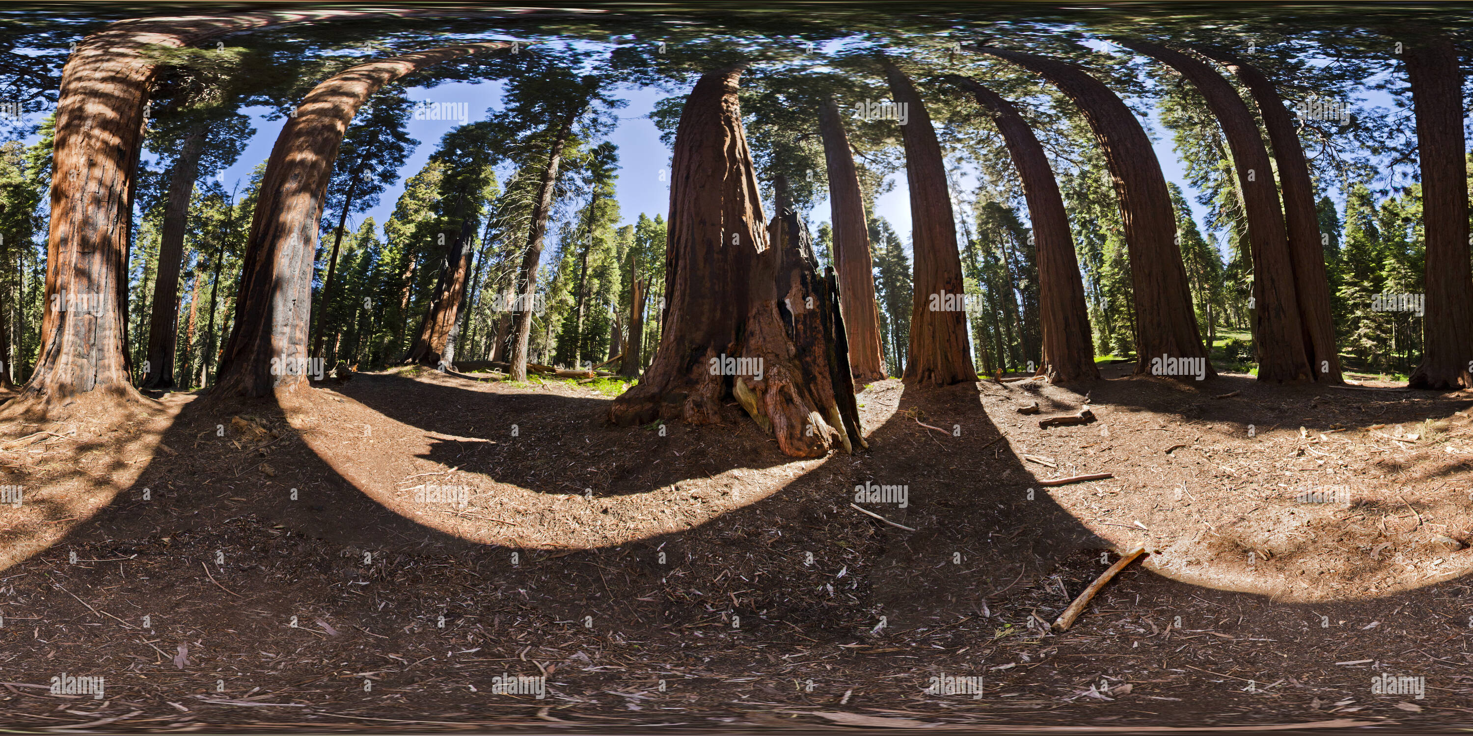 360° view of Muir Grove, Sequoia National Park, California USA - Alamy