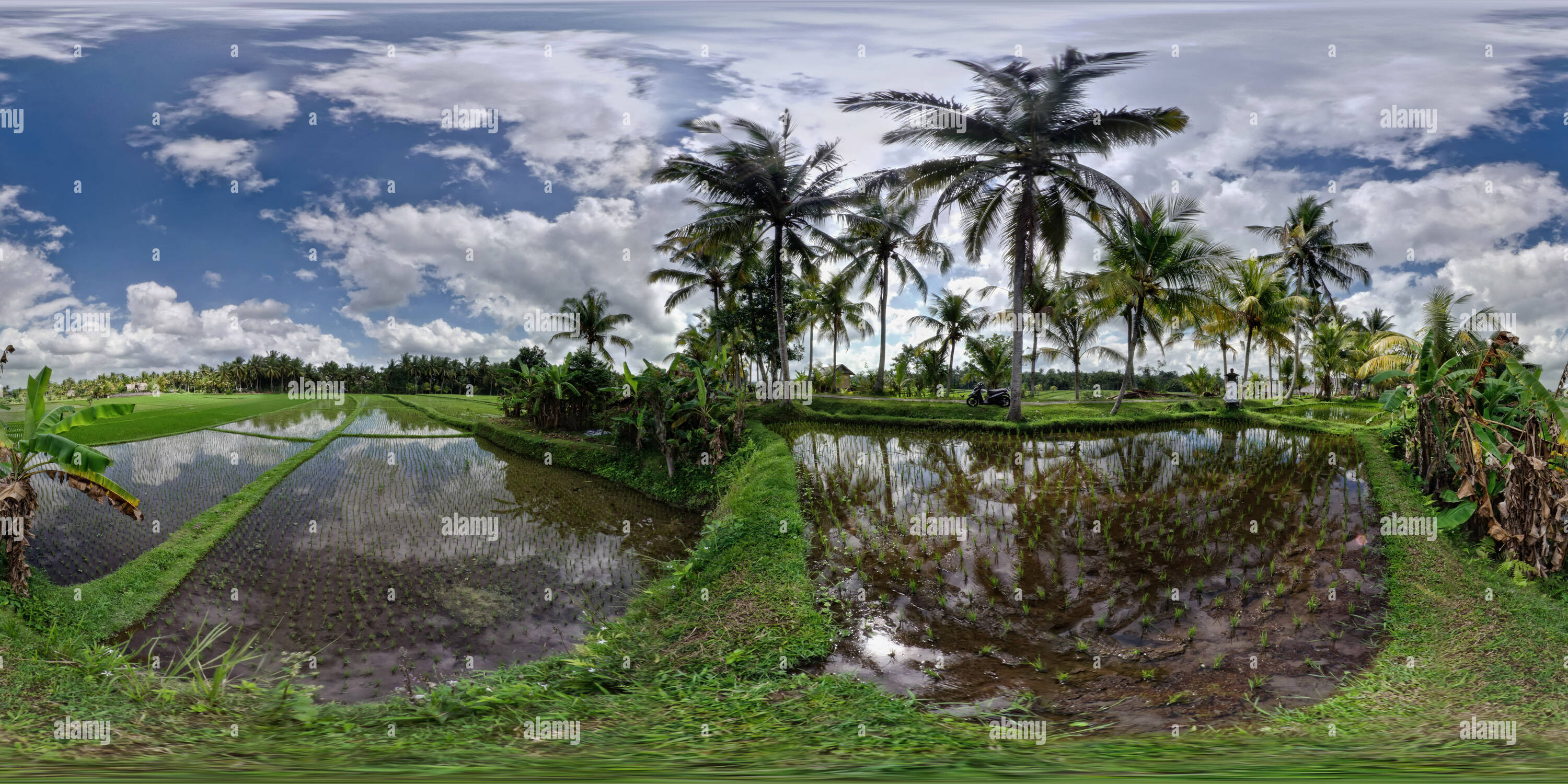 360° view of Rice field in Ubud, Bali - Alamy