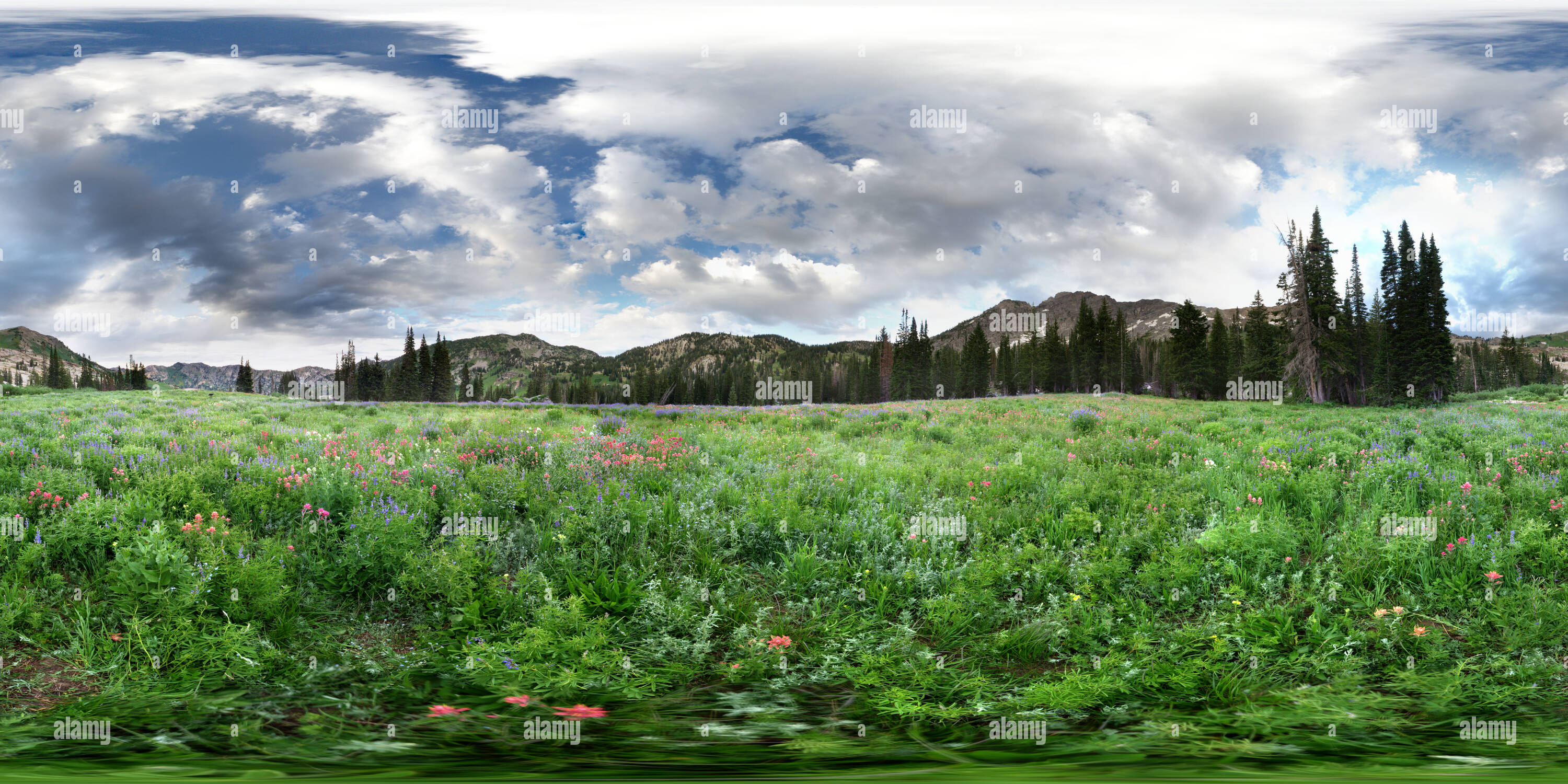 Wildflowers of albion basin hi-res stock photography and images - Alamy