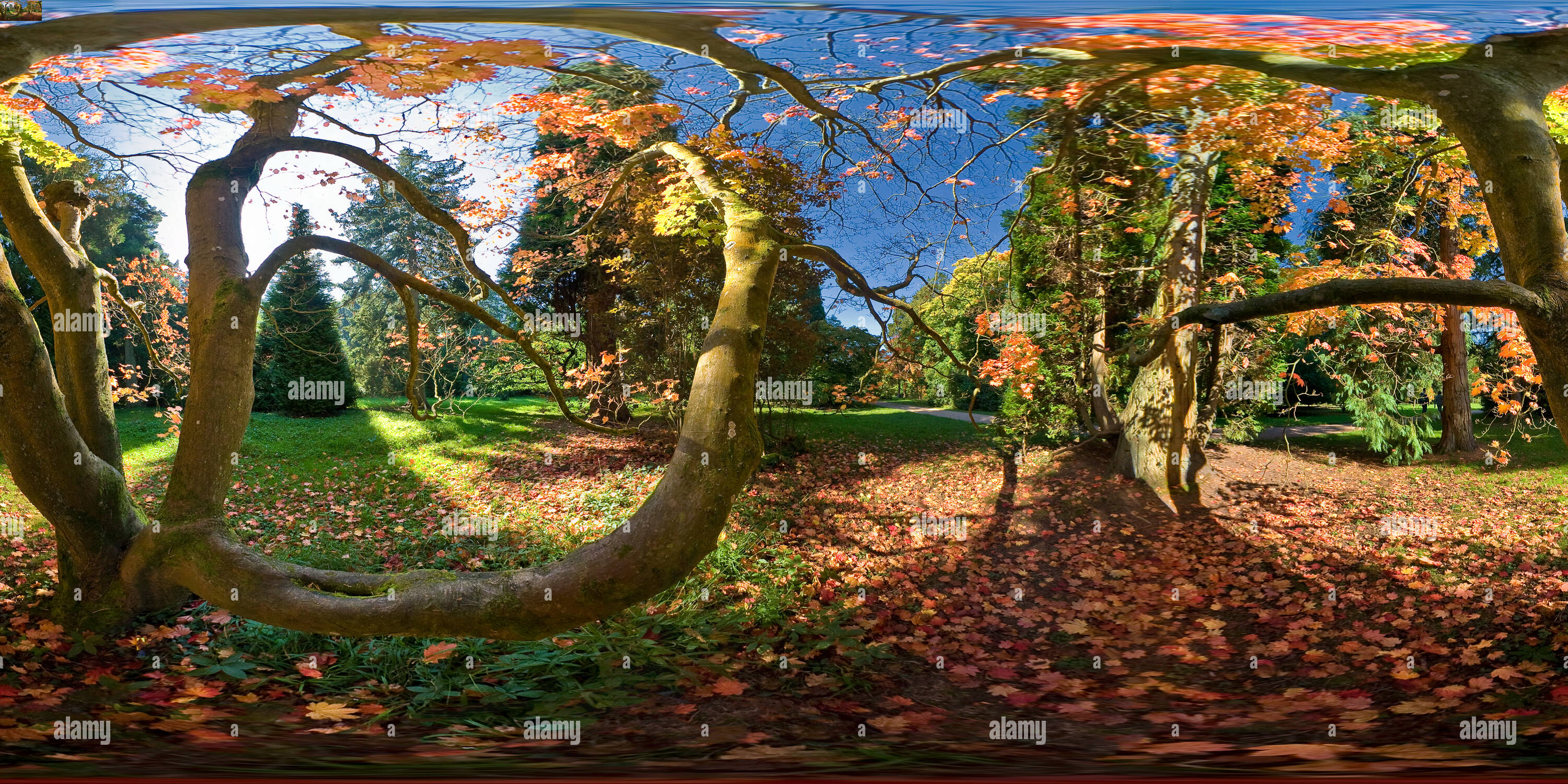 360° view of Autumn colour at Westonbirt Arboretum, Gloucestershire. VR ...