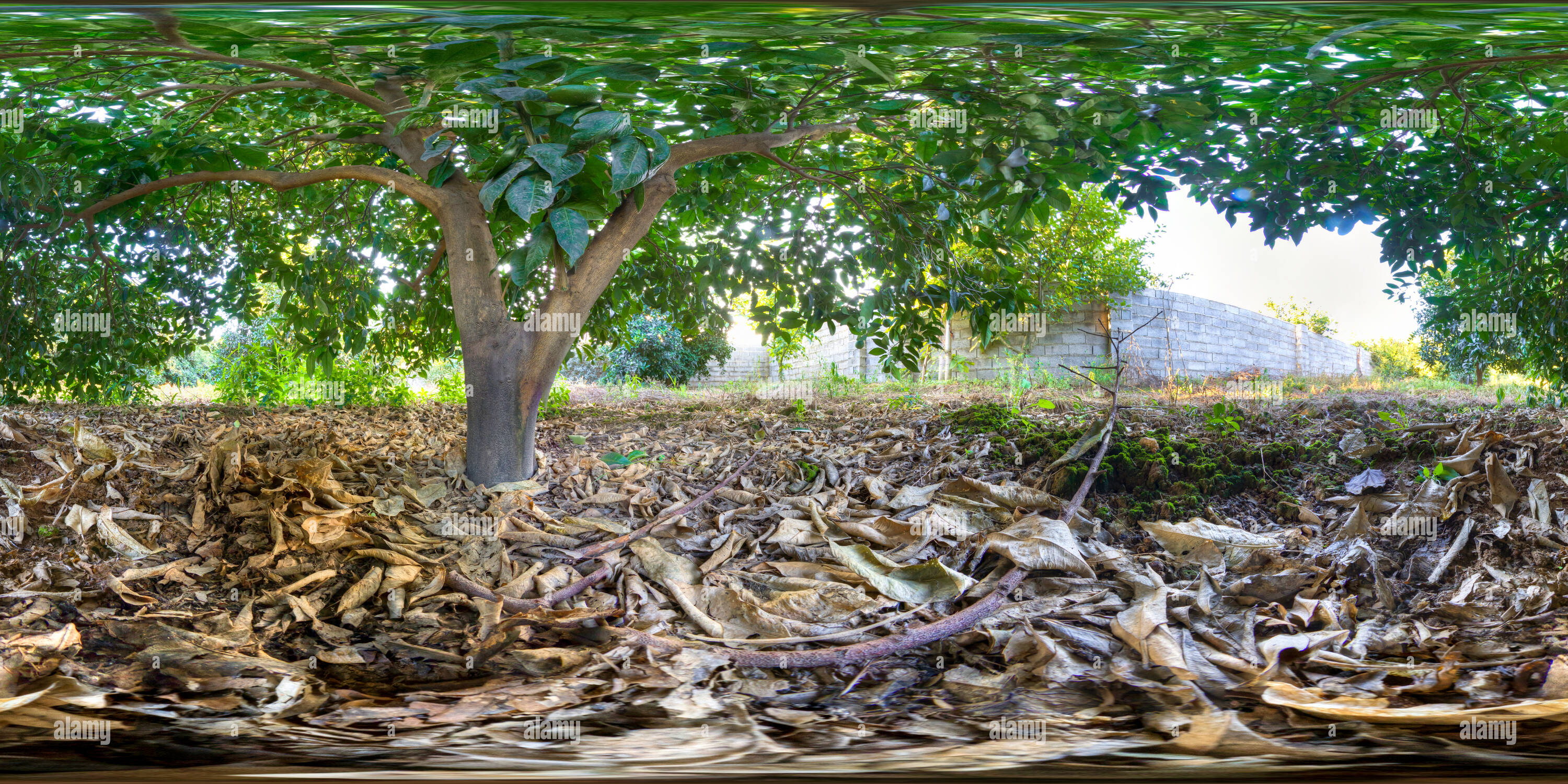 360° view of Under the Orange Tree - Alamy