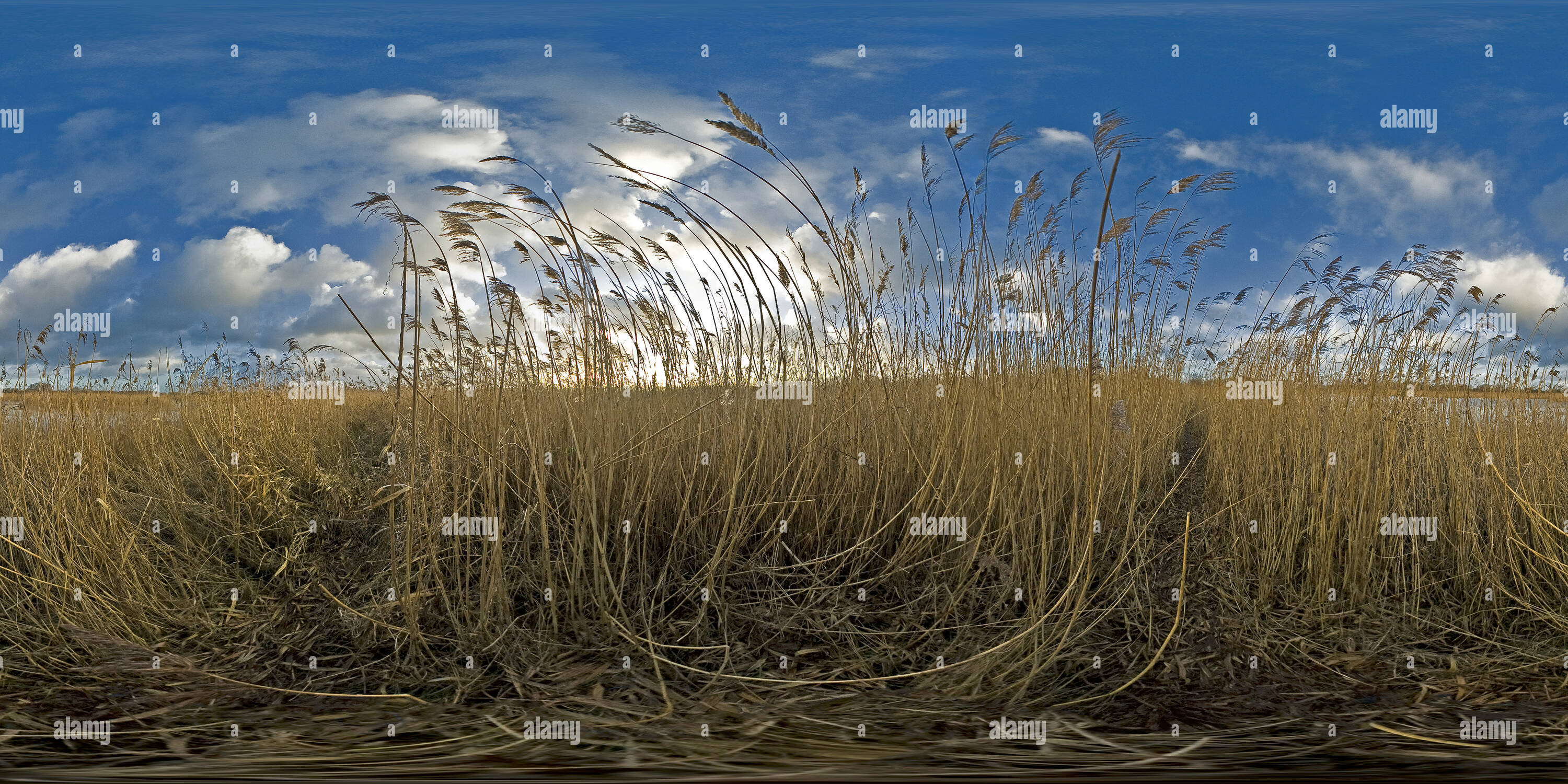 360° view of Water Reeds on the Somerset Levels near Glastonbury. VR ...