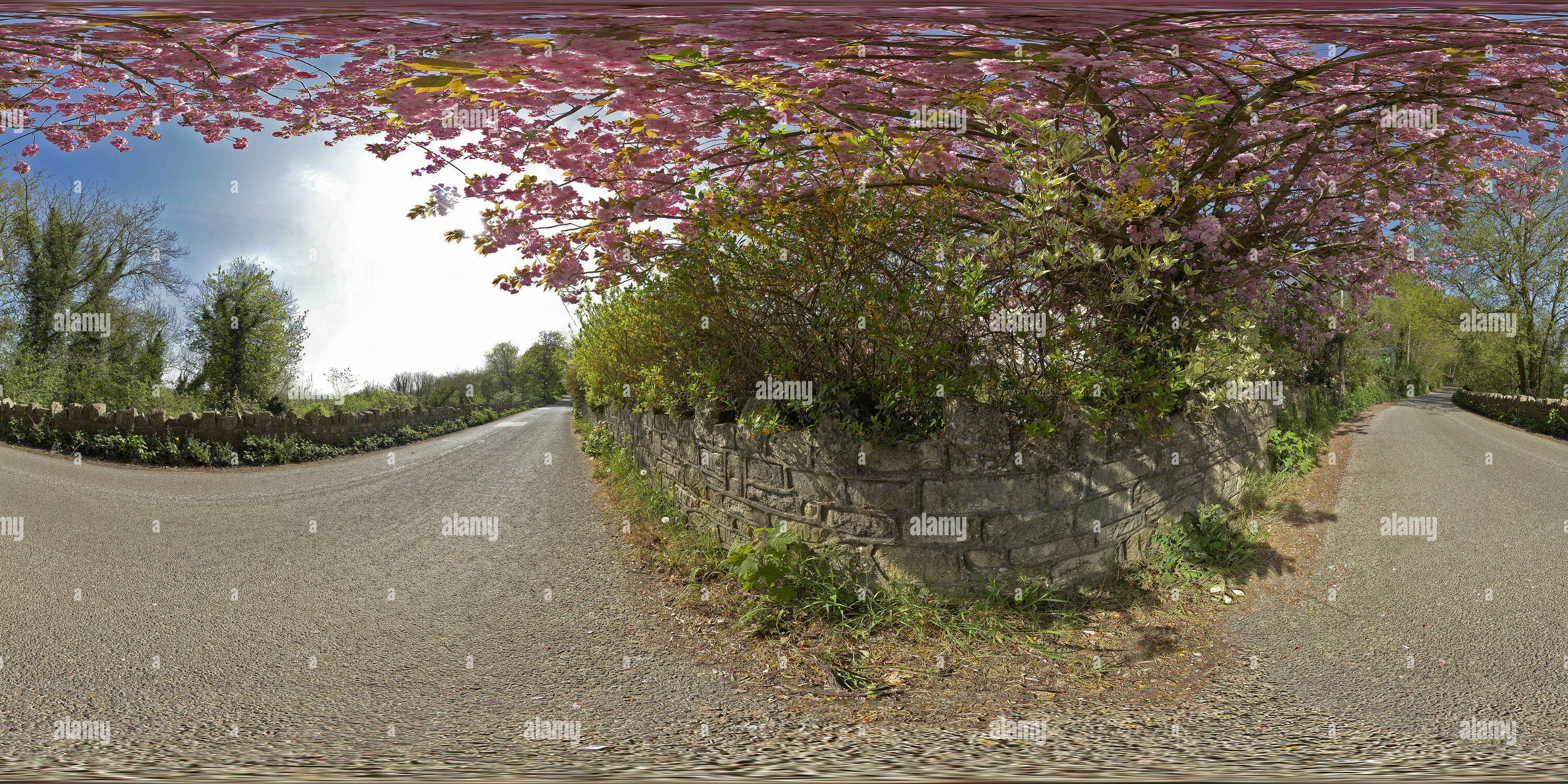 360° view of Cherry Blossom in Combe Down, Bath. VR - Alamy