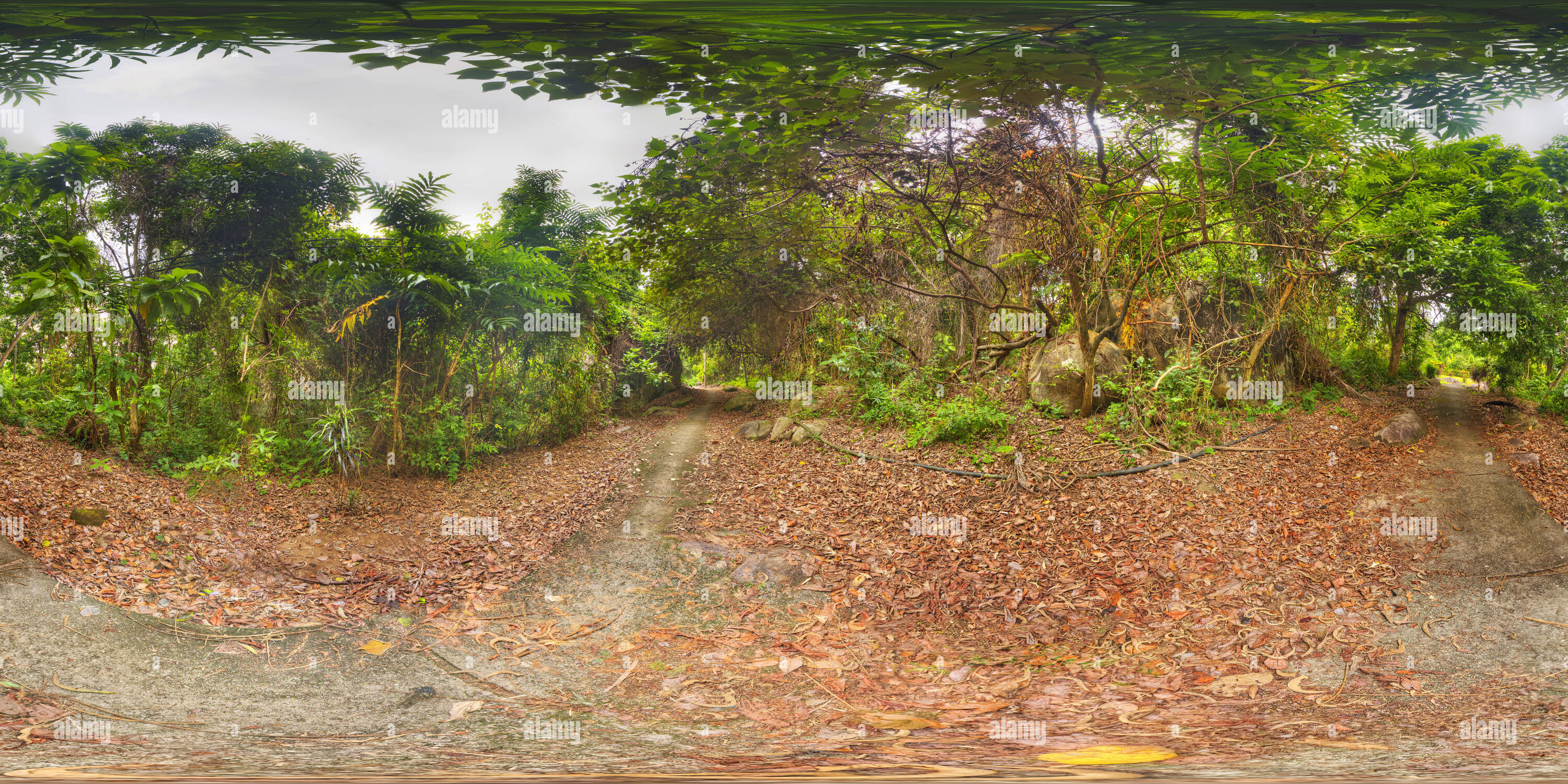 360° view of Jungle Trekking in Tioman - Alamy