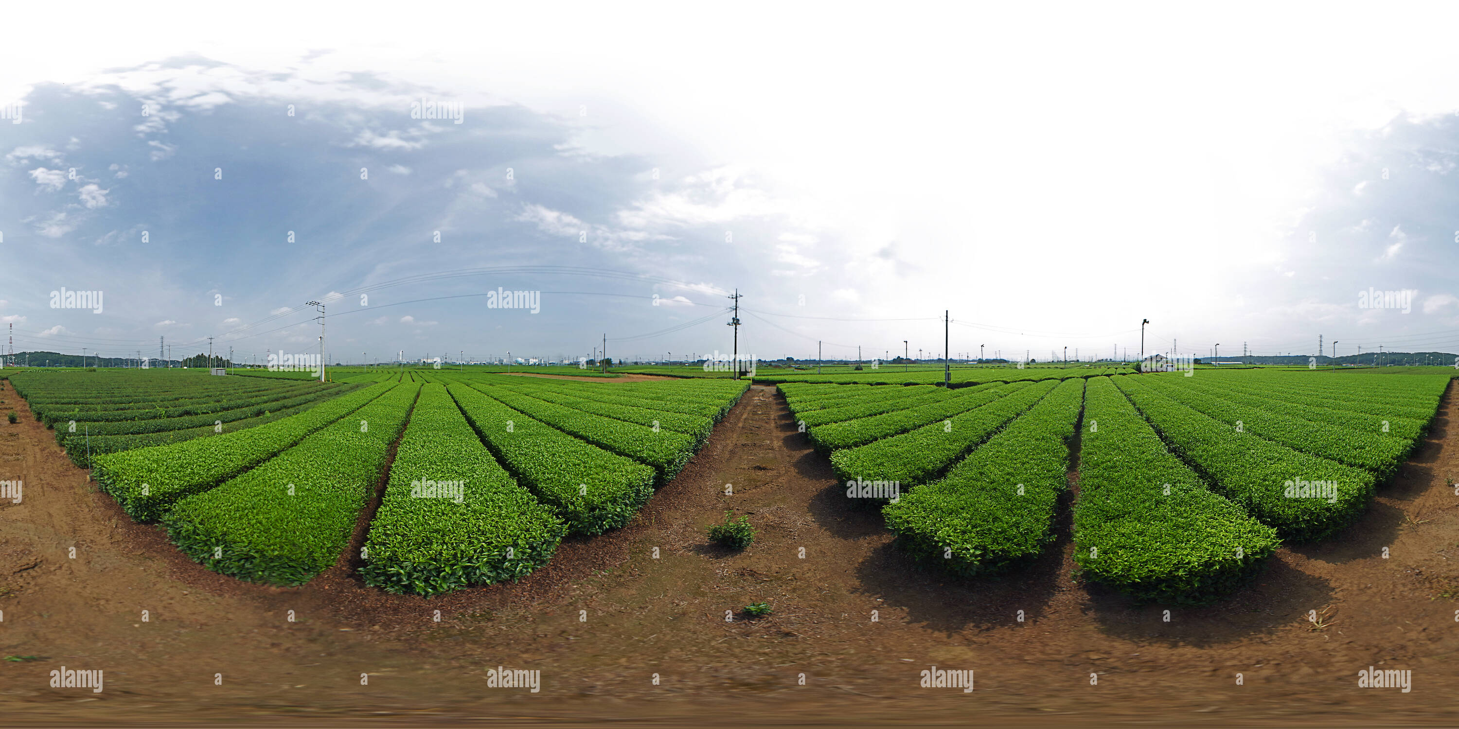 360° view of Sayama Green-Tea Field - Alamy