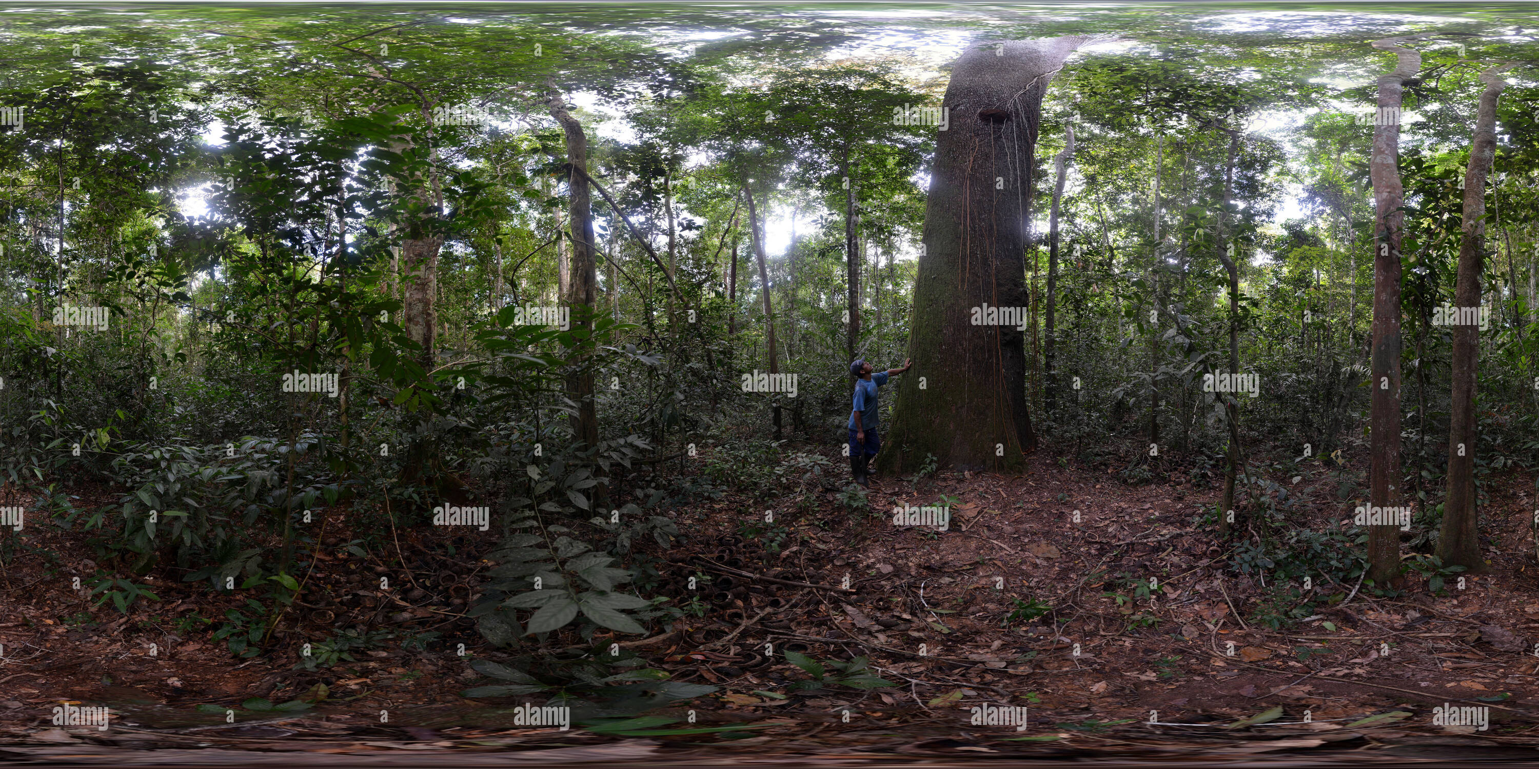 Giant castana tree in tambopata, peru hi-res stock photography and ...