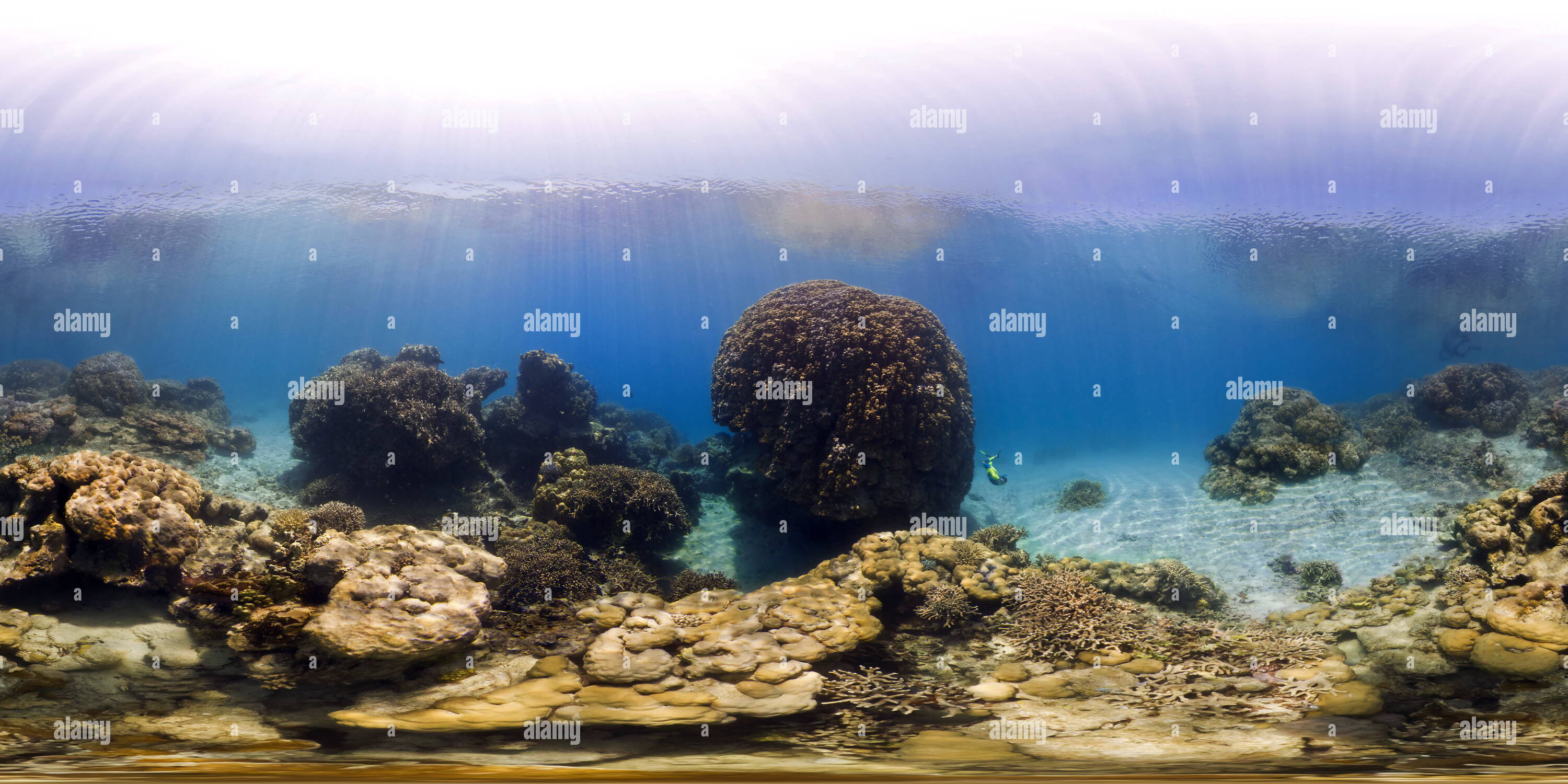 360° view of Massive Ancient Coral Head New Caledonia - Alamy