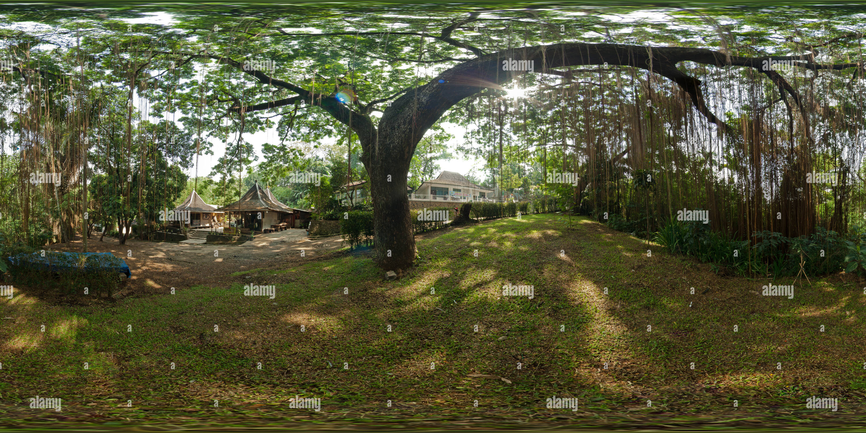 360° view of Old Trembesi Tree, Babakan Siliwangi, Bandung - Alamy