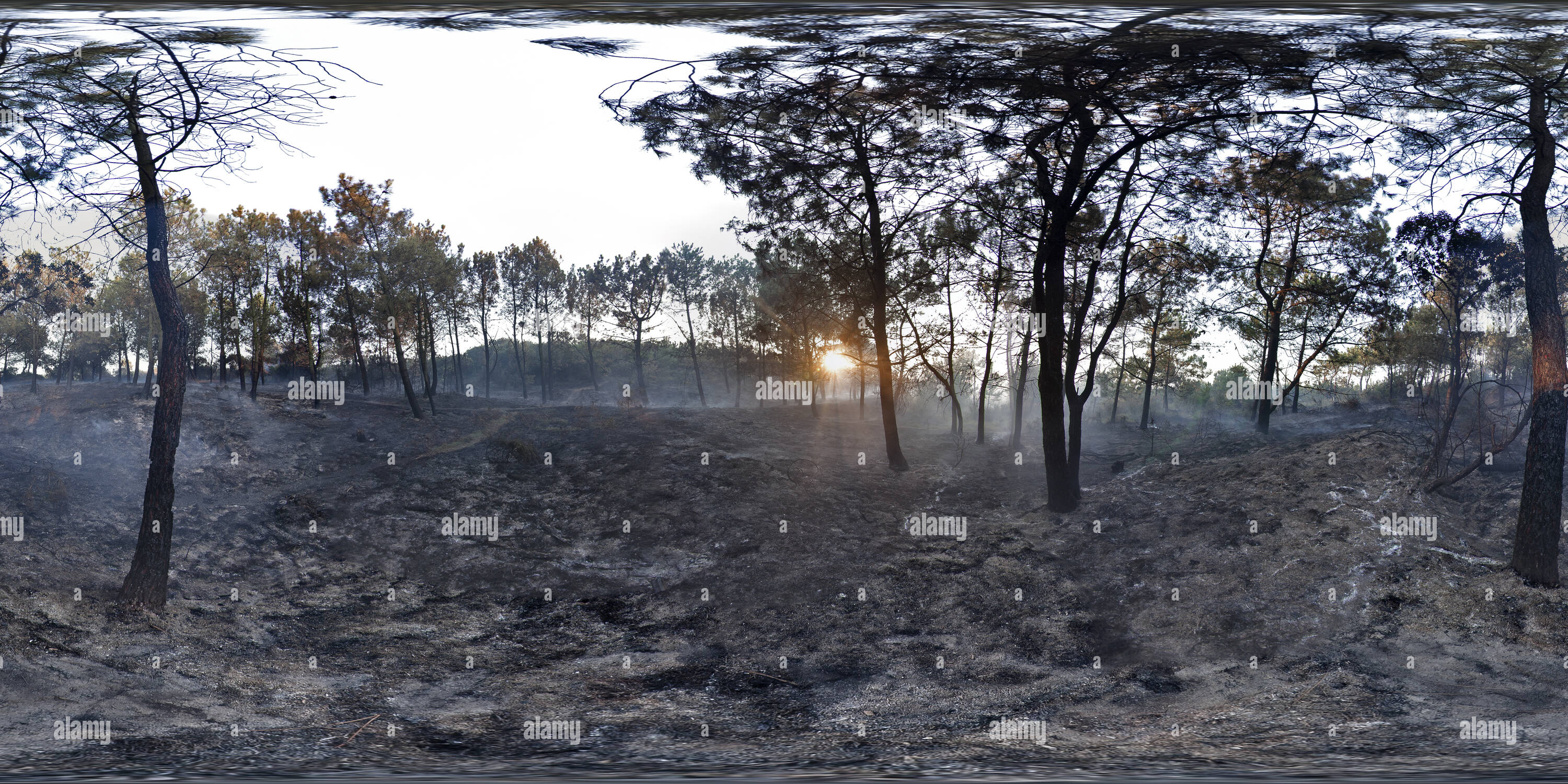 360° view of Fire in the forest - Alamy