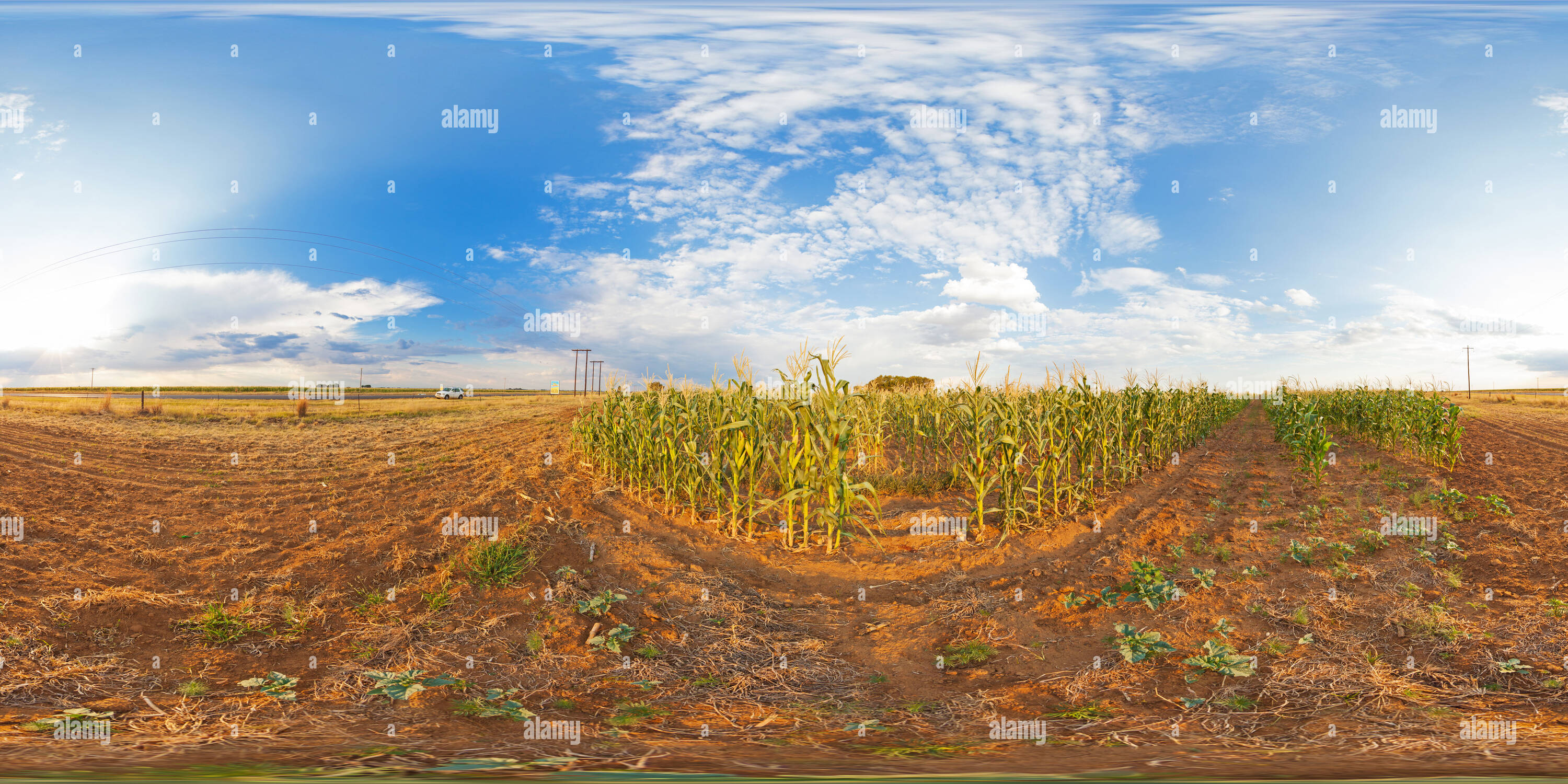 Mielies hi-res stock photography and images - Alamy