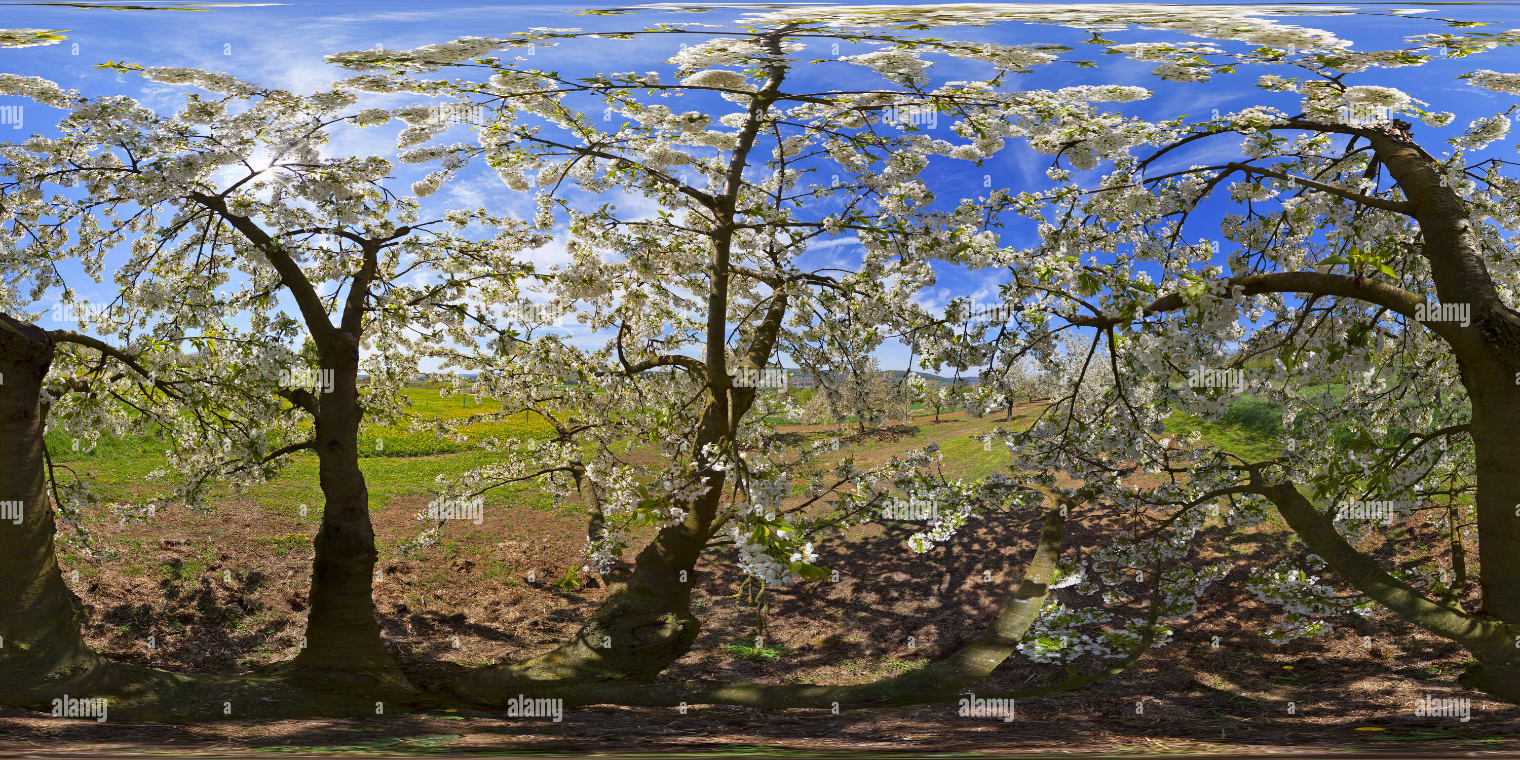 360° view of Cherry Blossom - inside - Alamy
