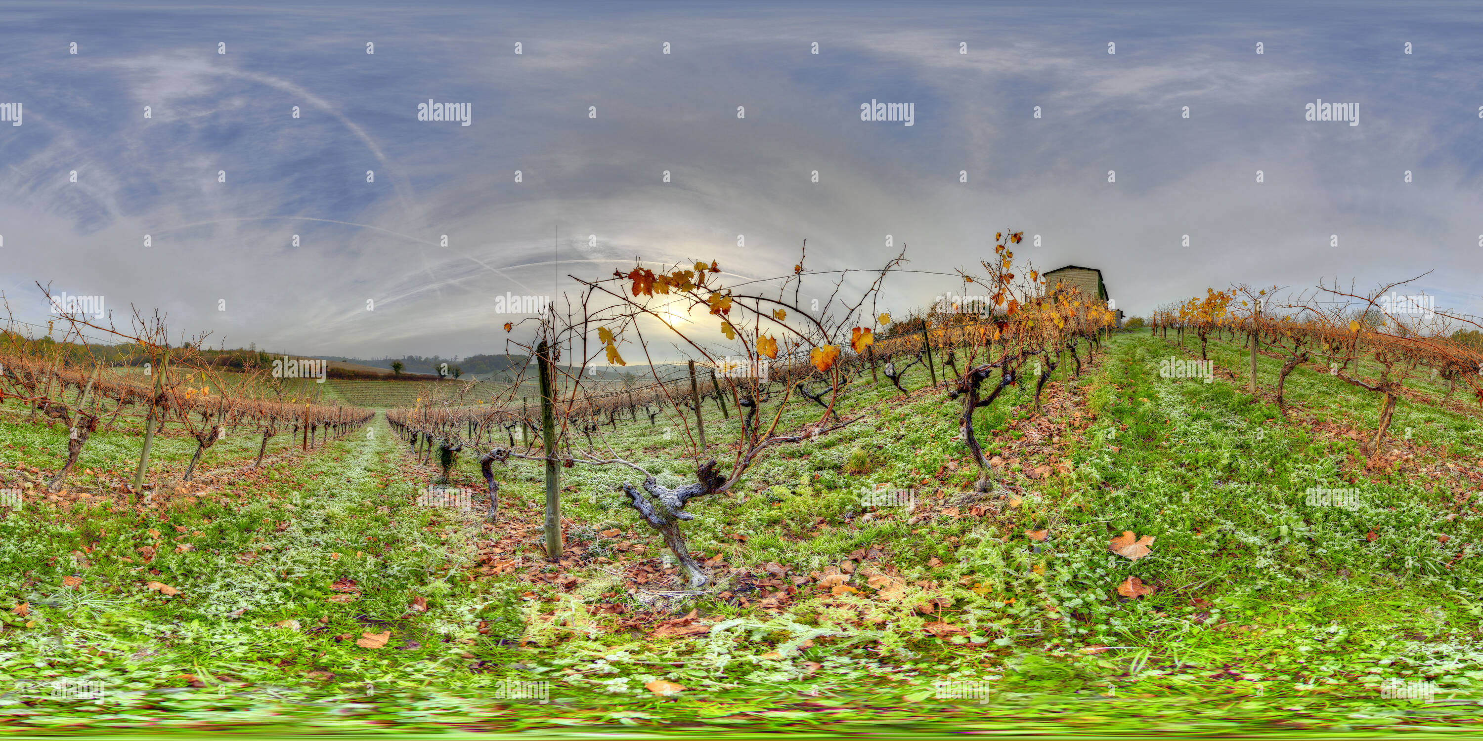 360° view of Grapevine Autumn Foliage Soft Rime Vineyard Bonneuil ...
